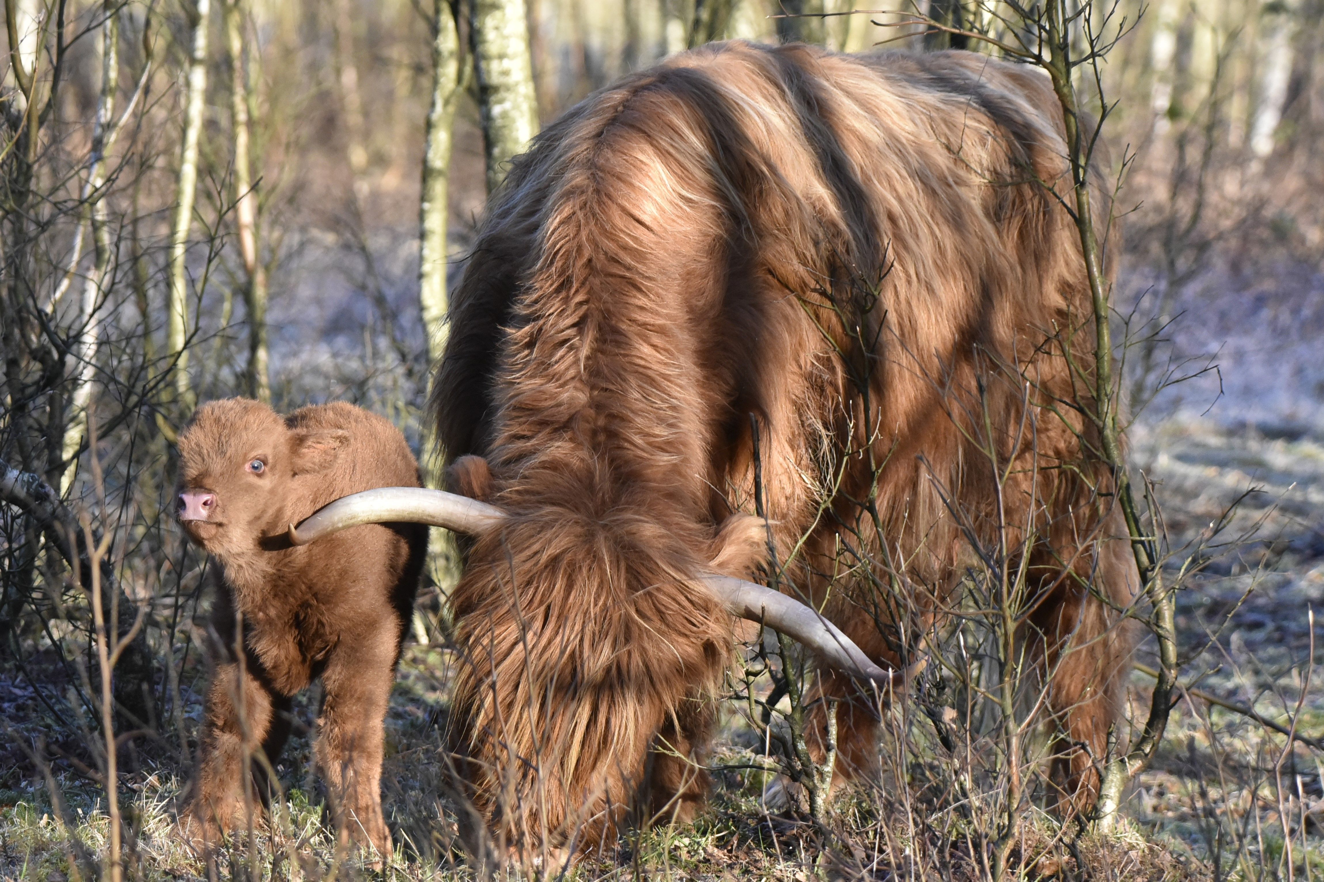 Long Fur Cows Grazing · Free Stock Photo