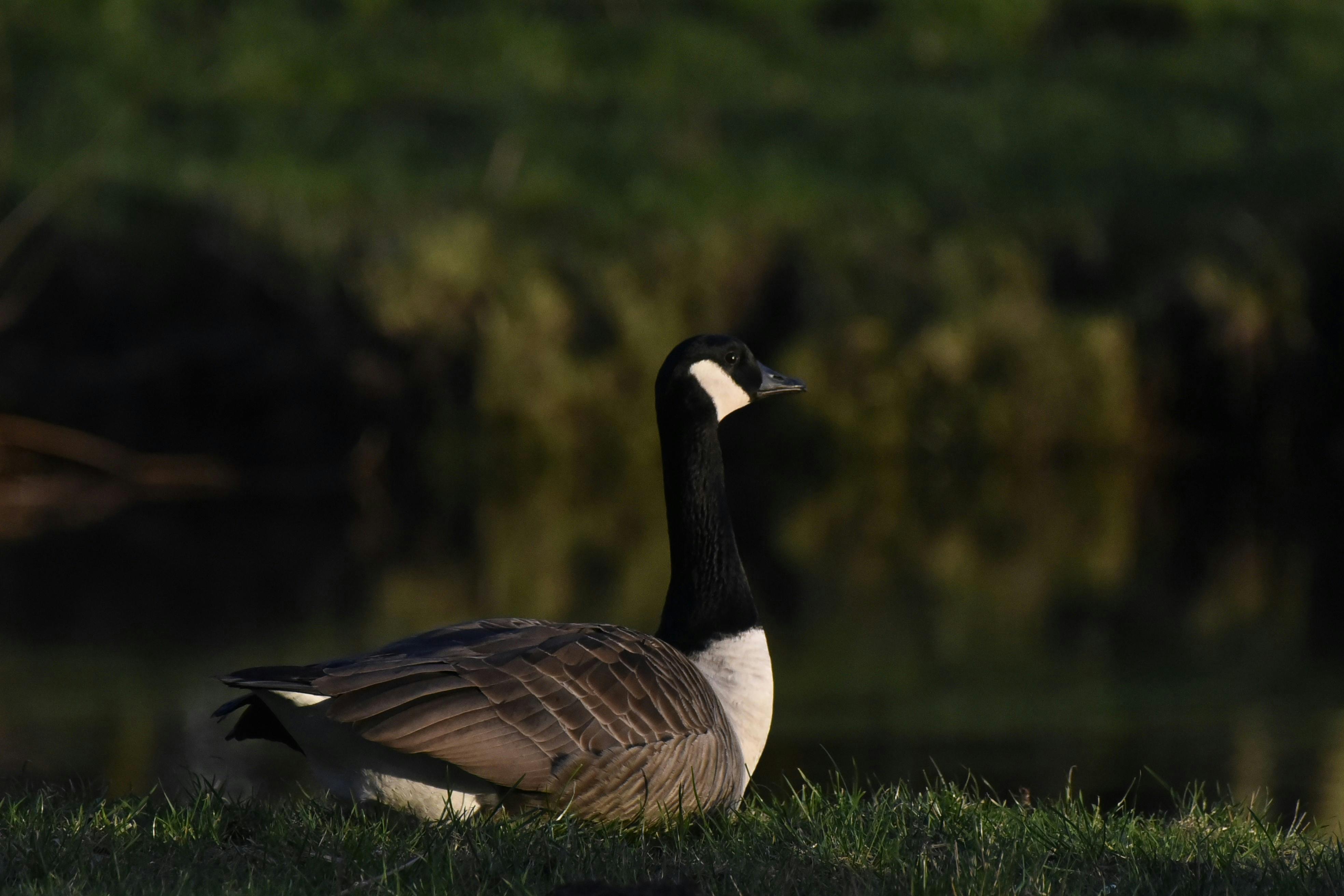 Close-Up of a Canada Goose in the UK · Free Stock Photo