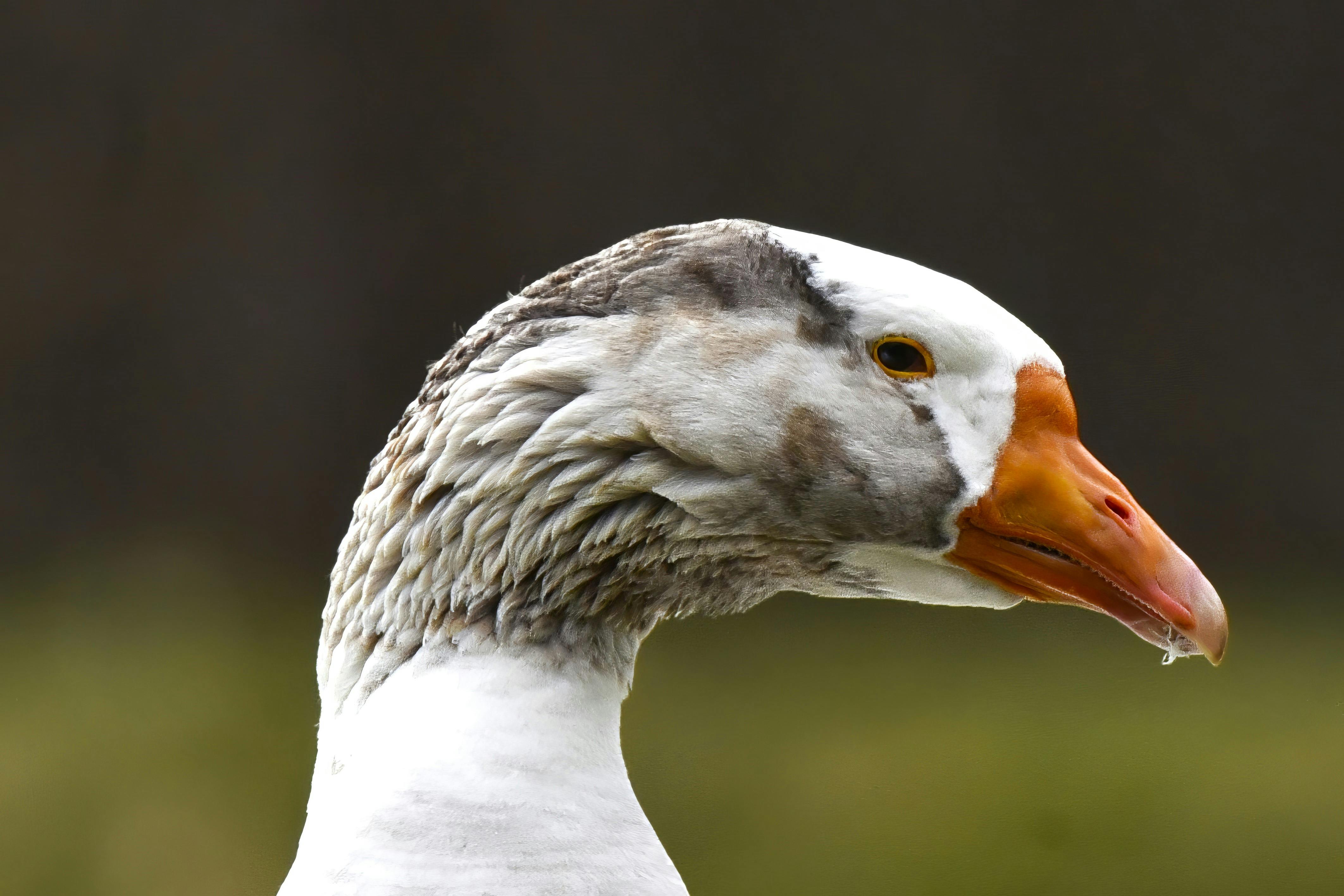 Goose Close Up · Free Stock Photo
