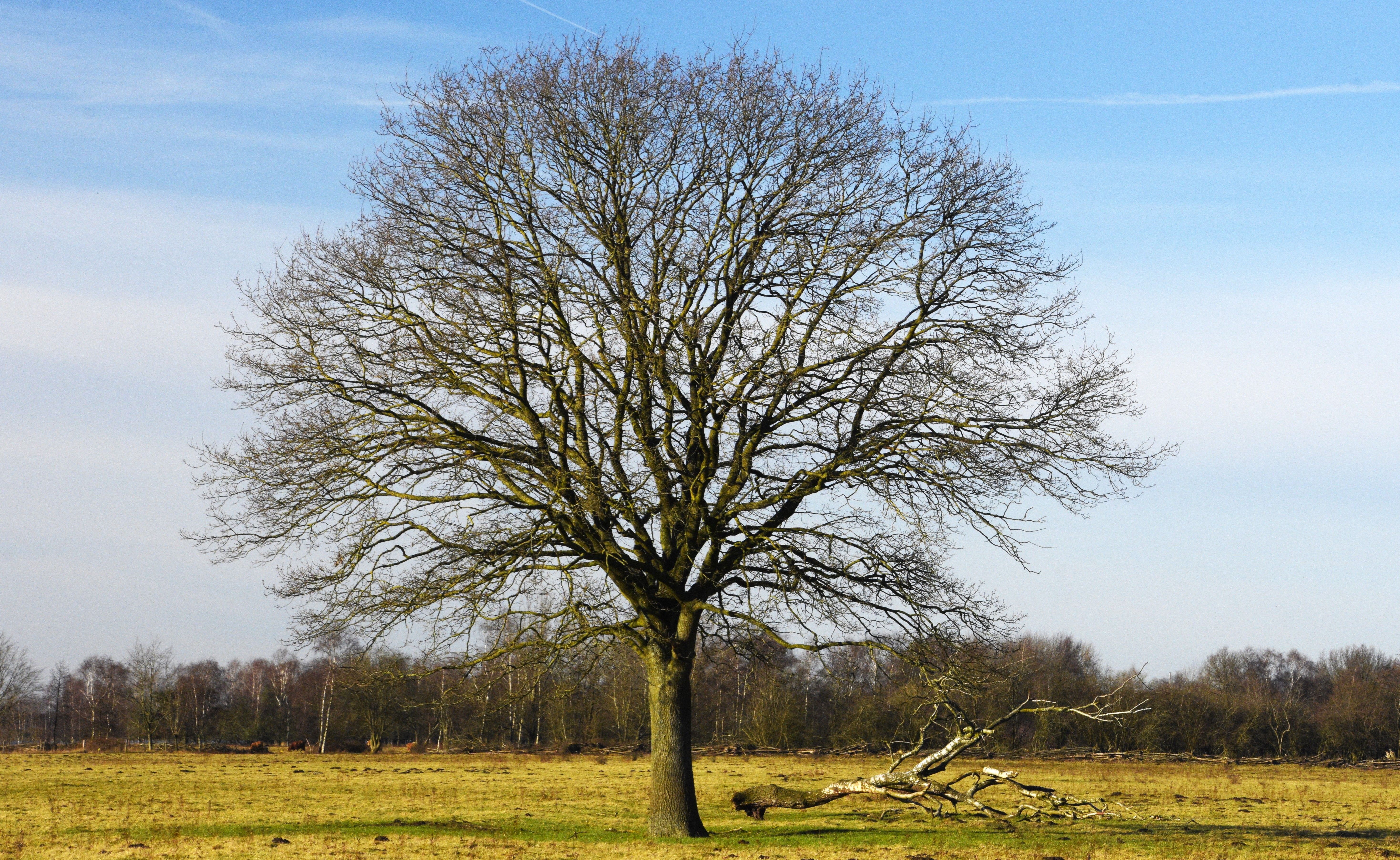 Single Tree in a Grassland · Free Stock Photo