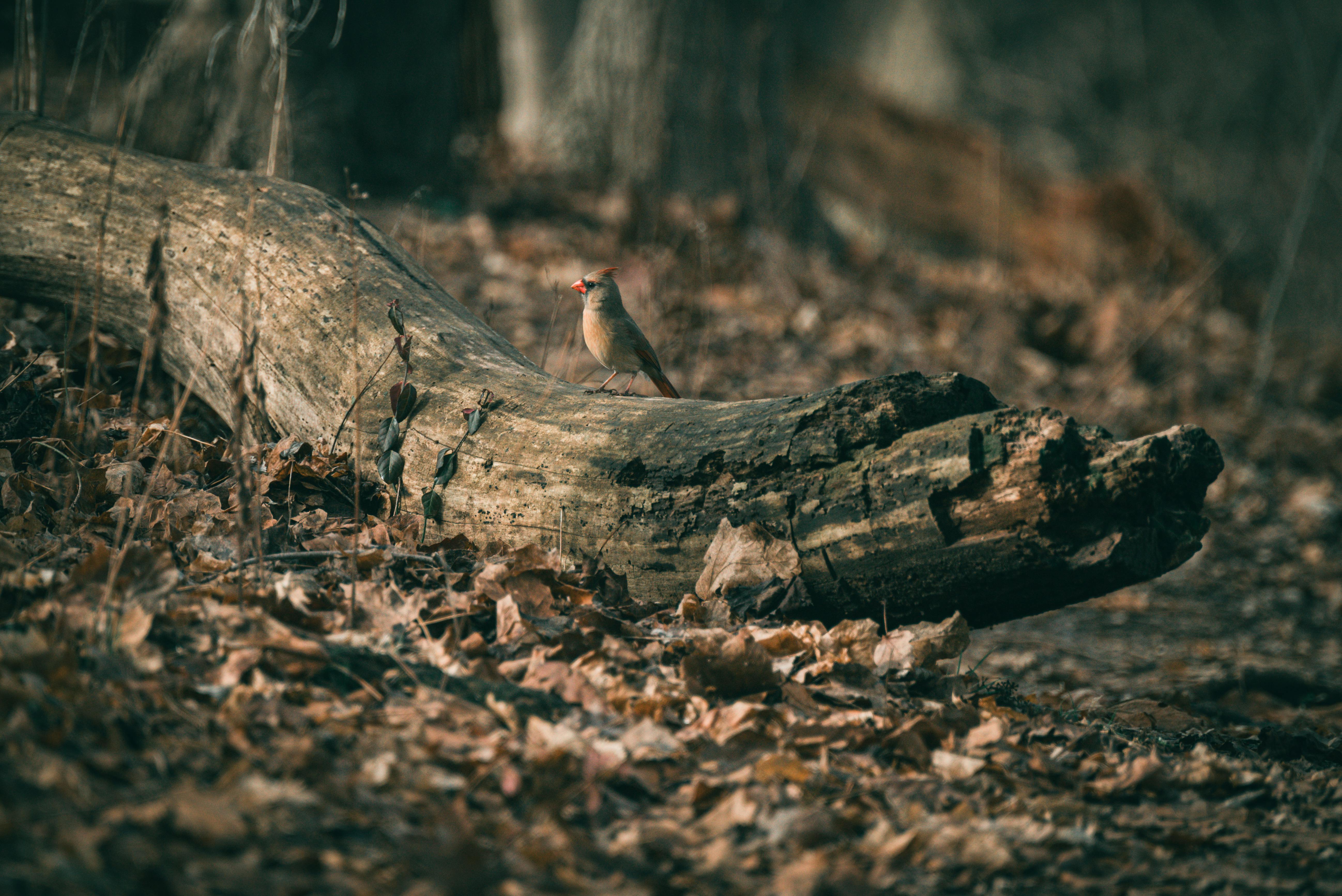 Australian Zebra Finch in Nature · Free Stock Photo