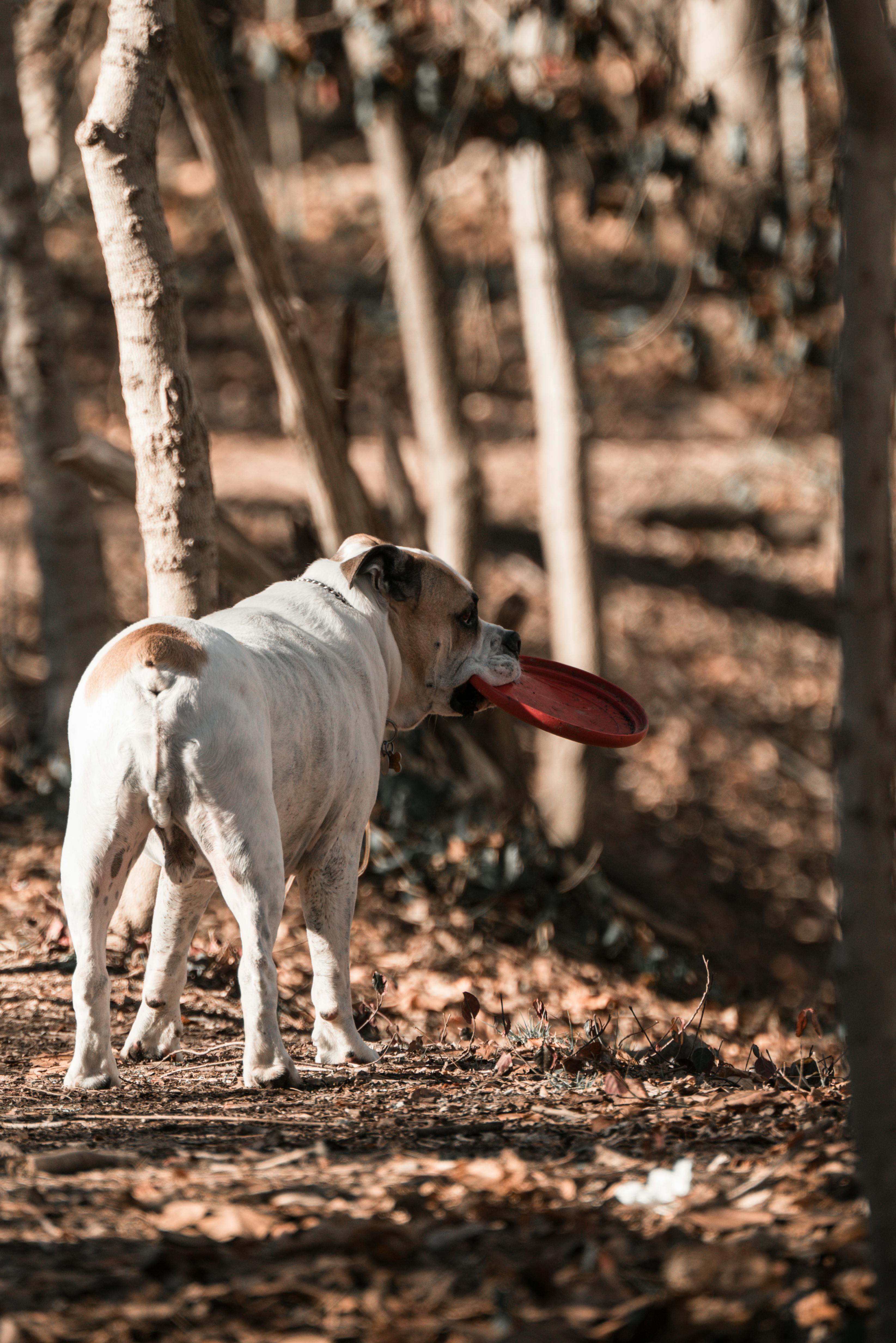 Back View Dog Photos, Download The BEST Free Back View Dog Stock Photos ...