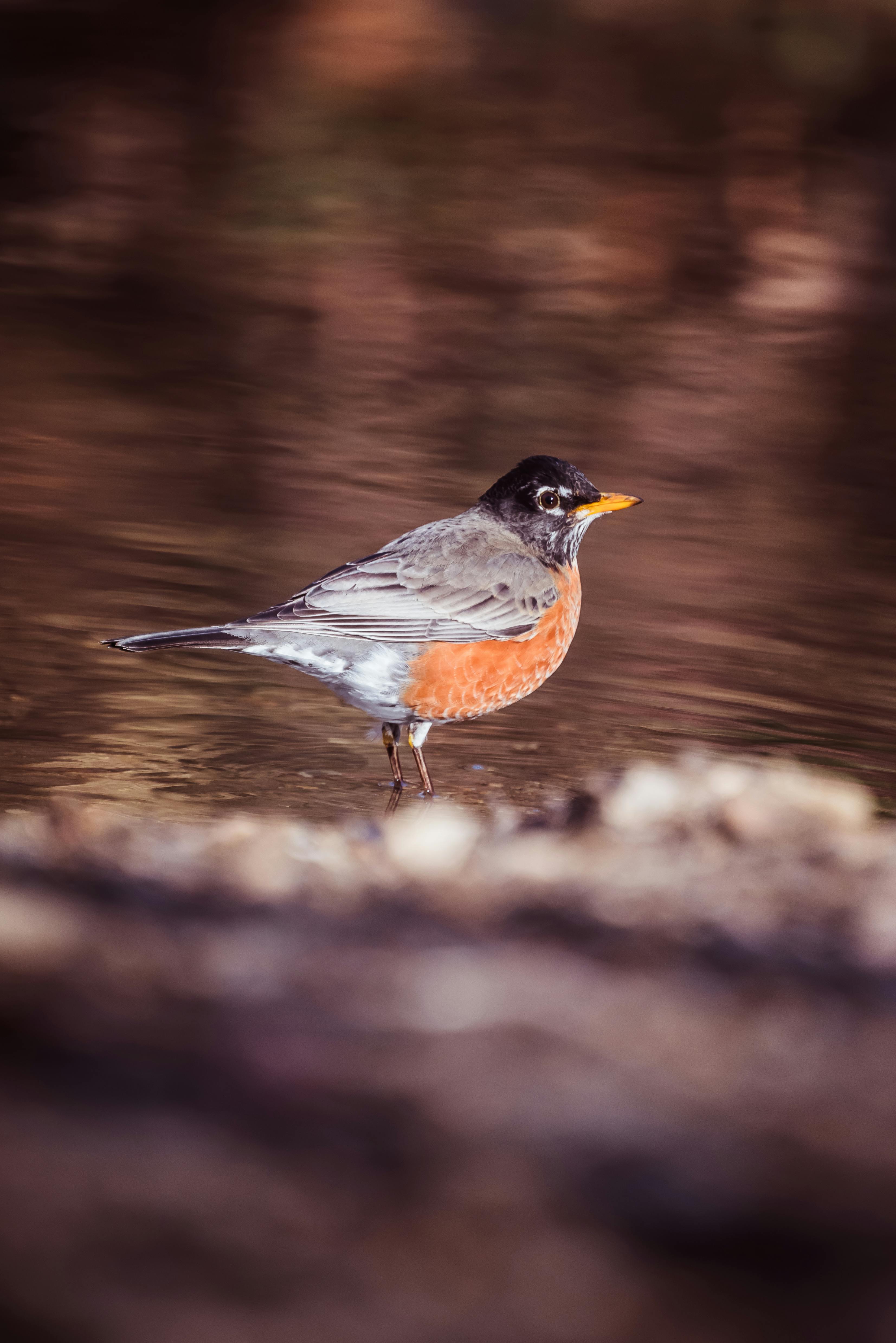 American Robin in Shallow Water · Free Stock Photo