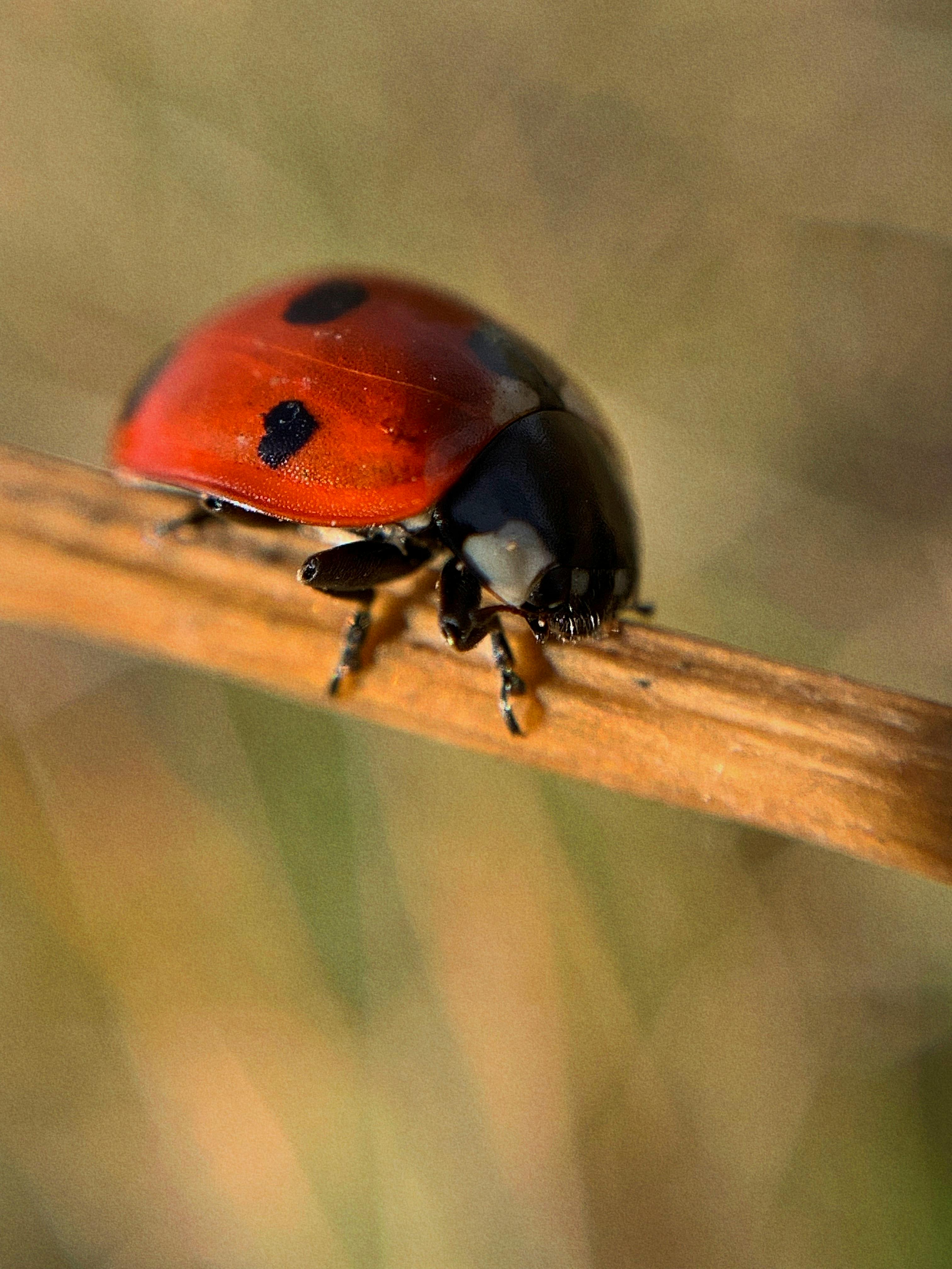 Fluture Insecta Photos, Download The BEST Free Fluture Insecta Stock ...