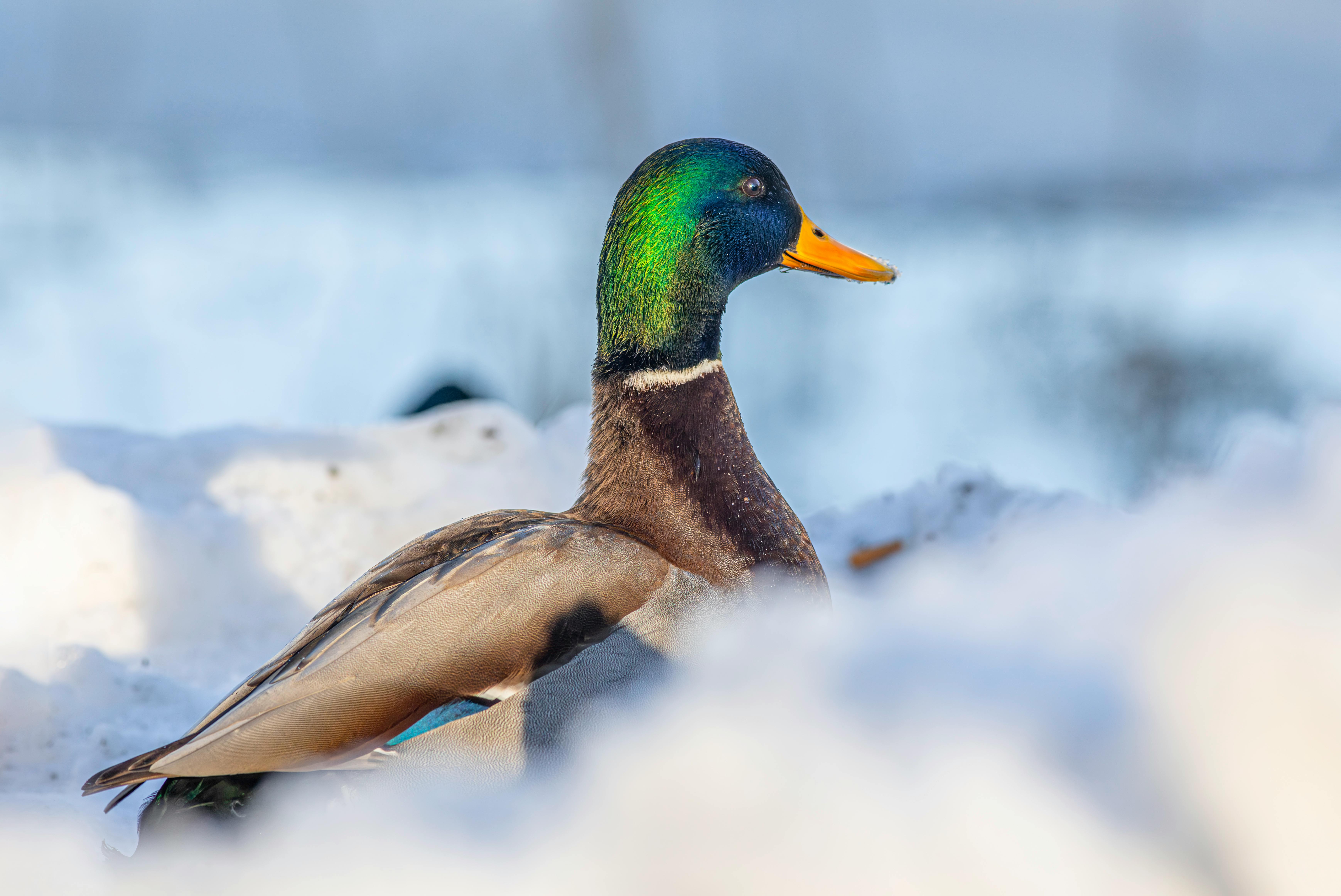 Duck Among Snow · Free Stock Photo
