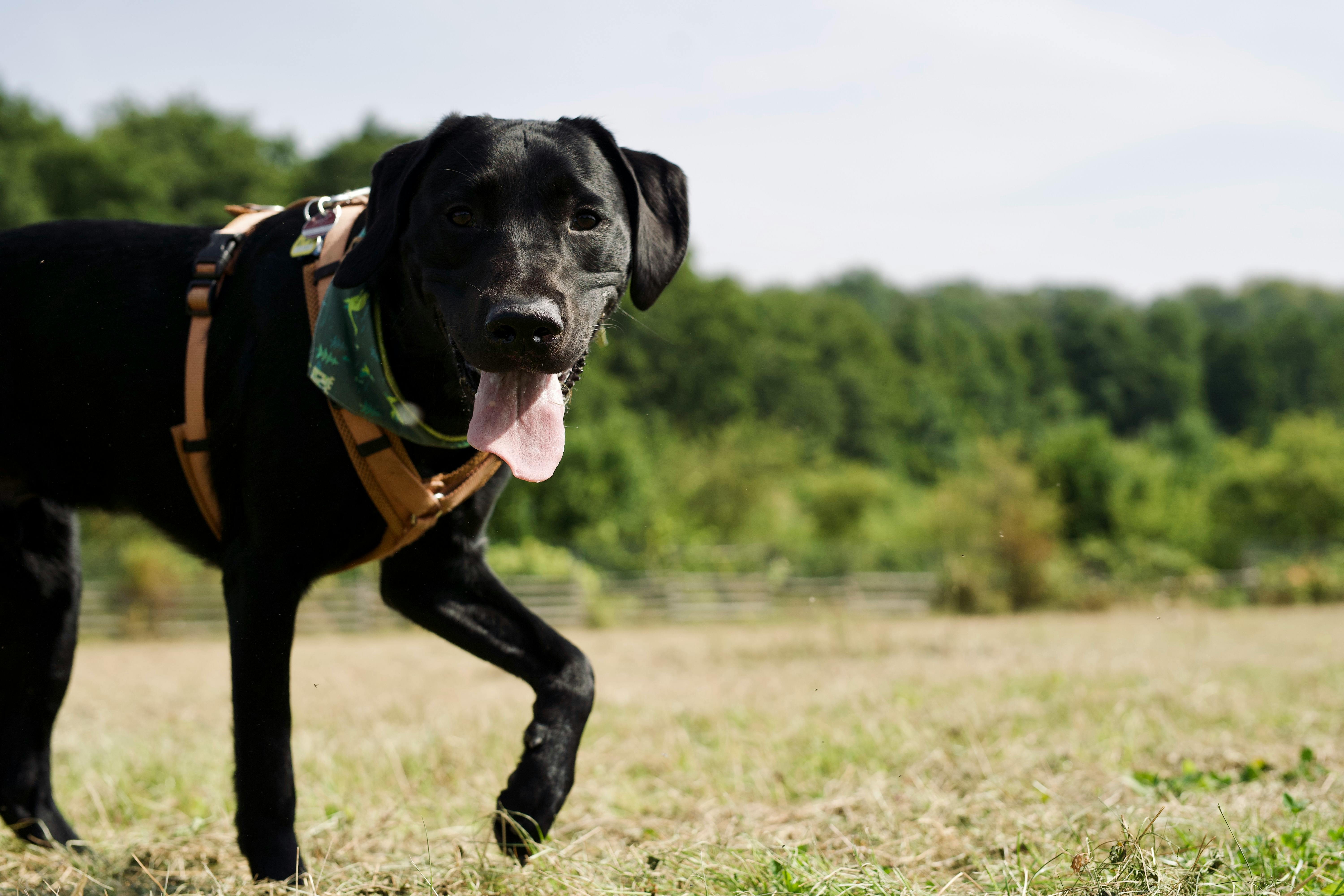 Dog - Black Labrador · Free Stock Photo