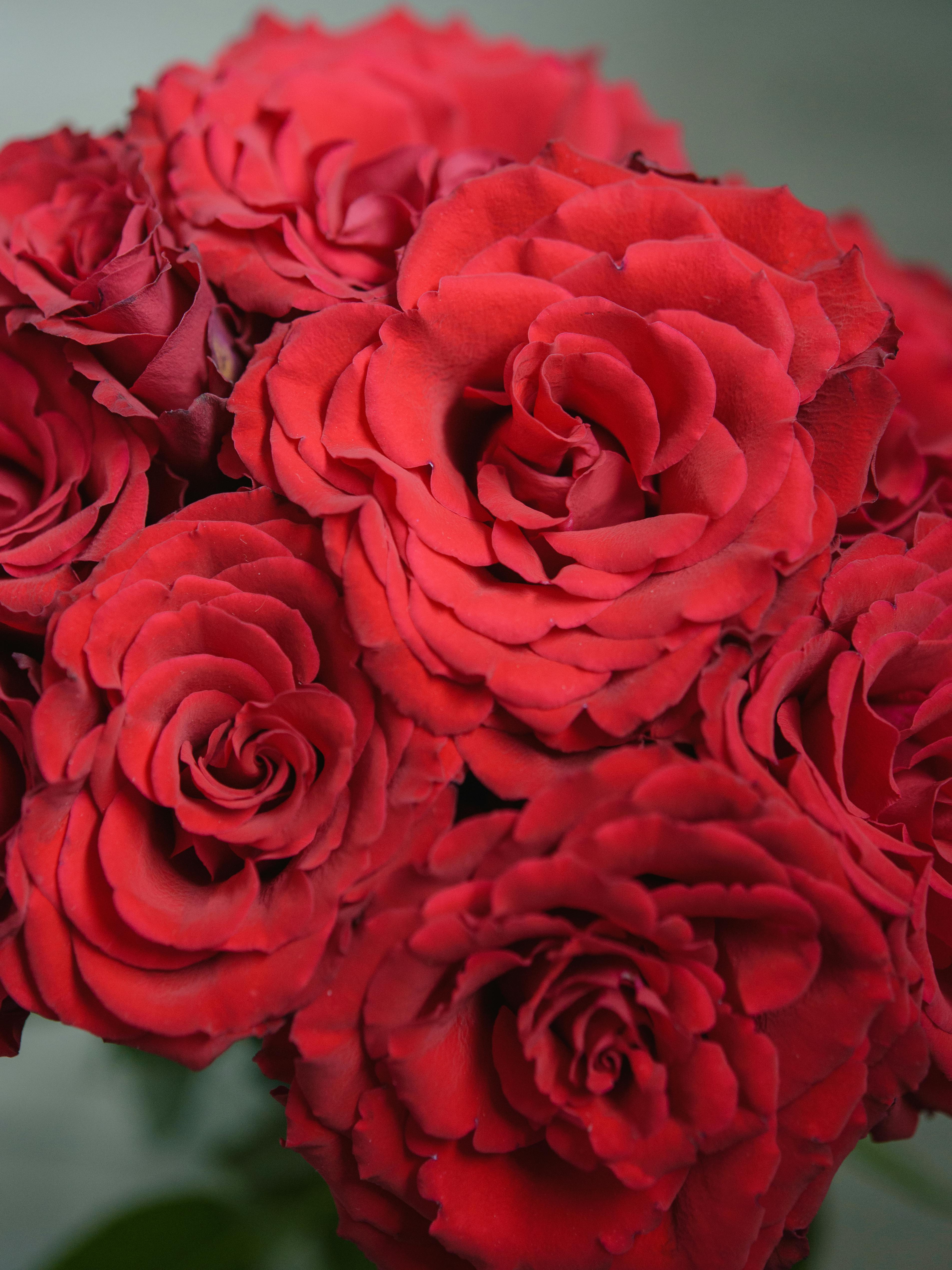 Bouquet of Red Roses · Free Stock Photo