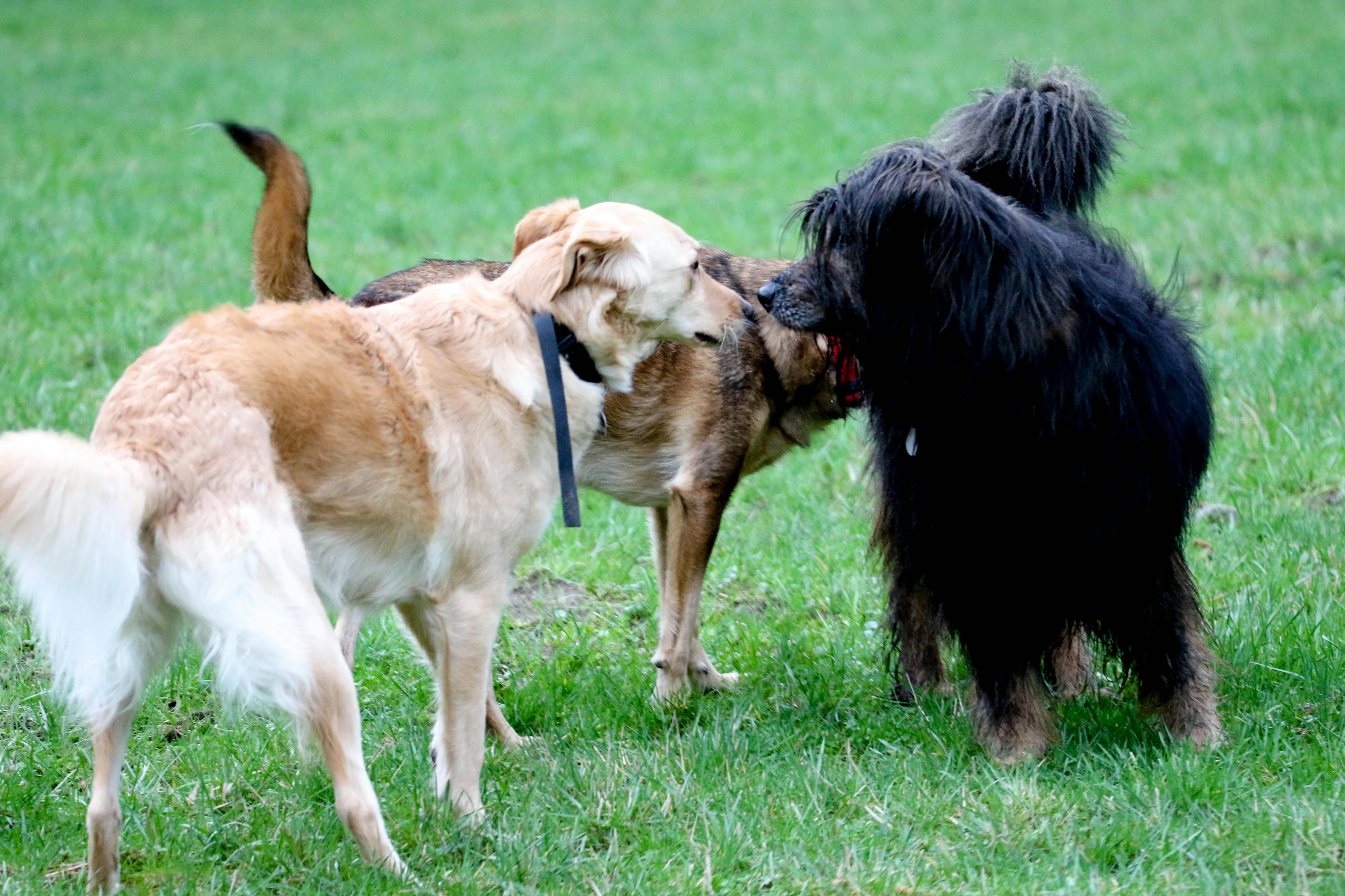 Kostenloses Foto zum Thema: bezaubernd, draußen, gucken