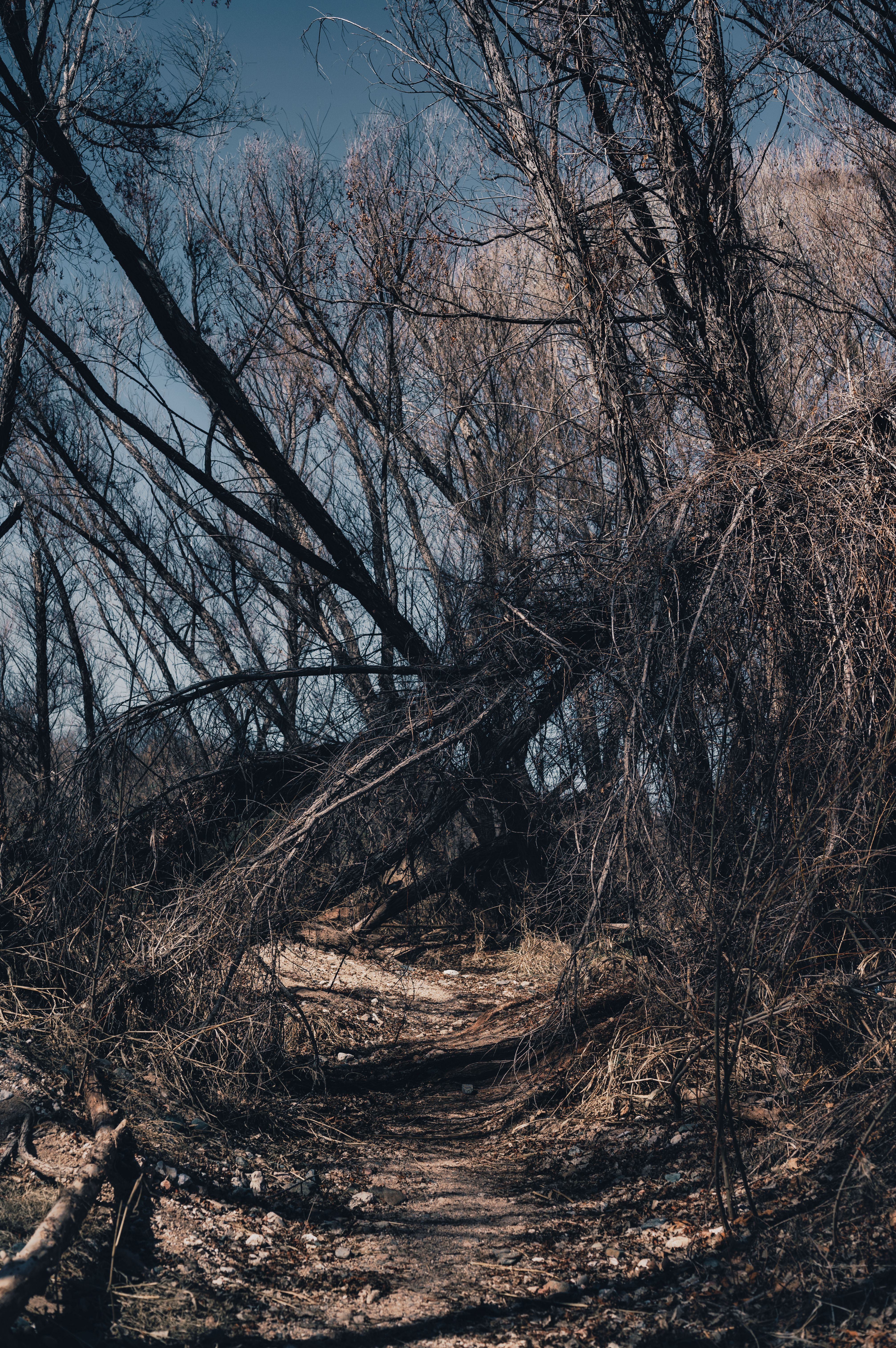 Tree Branches by the Path · Free Stock Photo