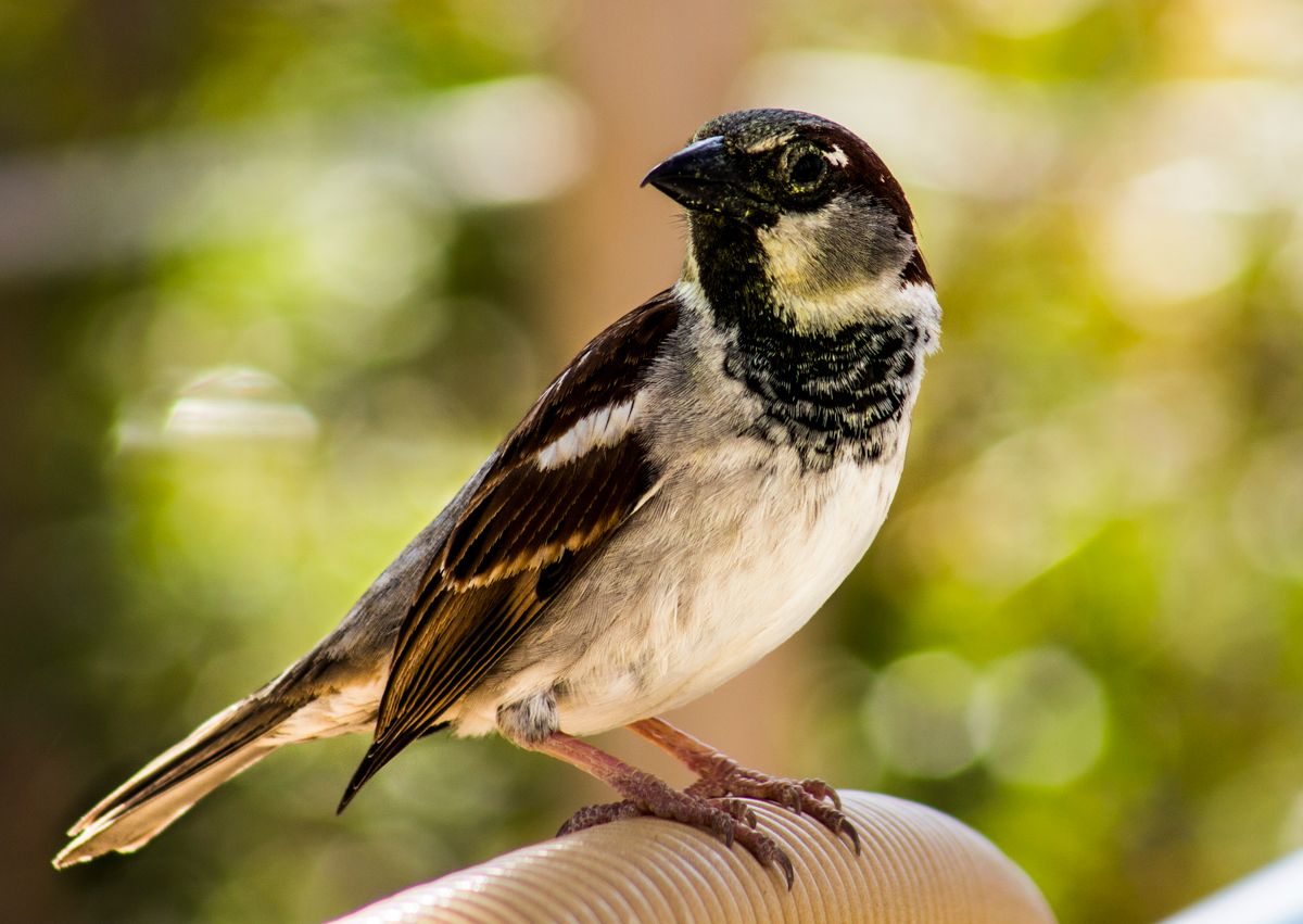 Small Bird Photos, Download The BEST Free Small Bird Stock Photos & HD ...