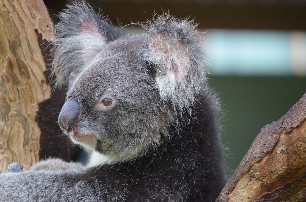 Koalas Photos, Download The BEST Free Koalas Stock Photos & HD Images