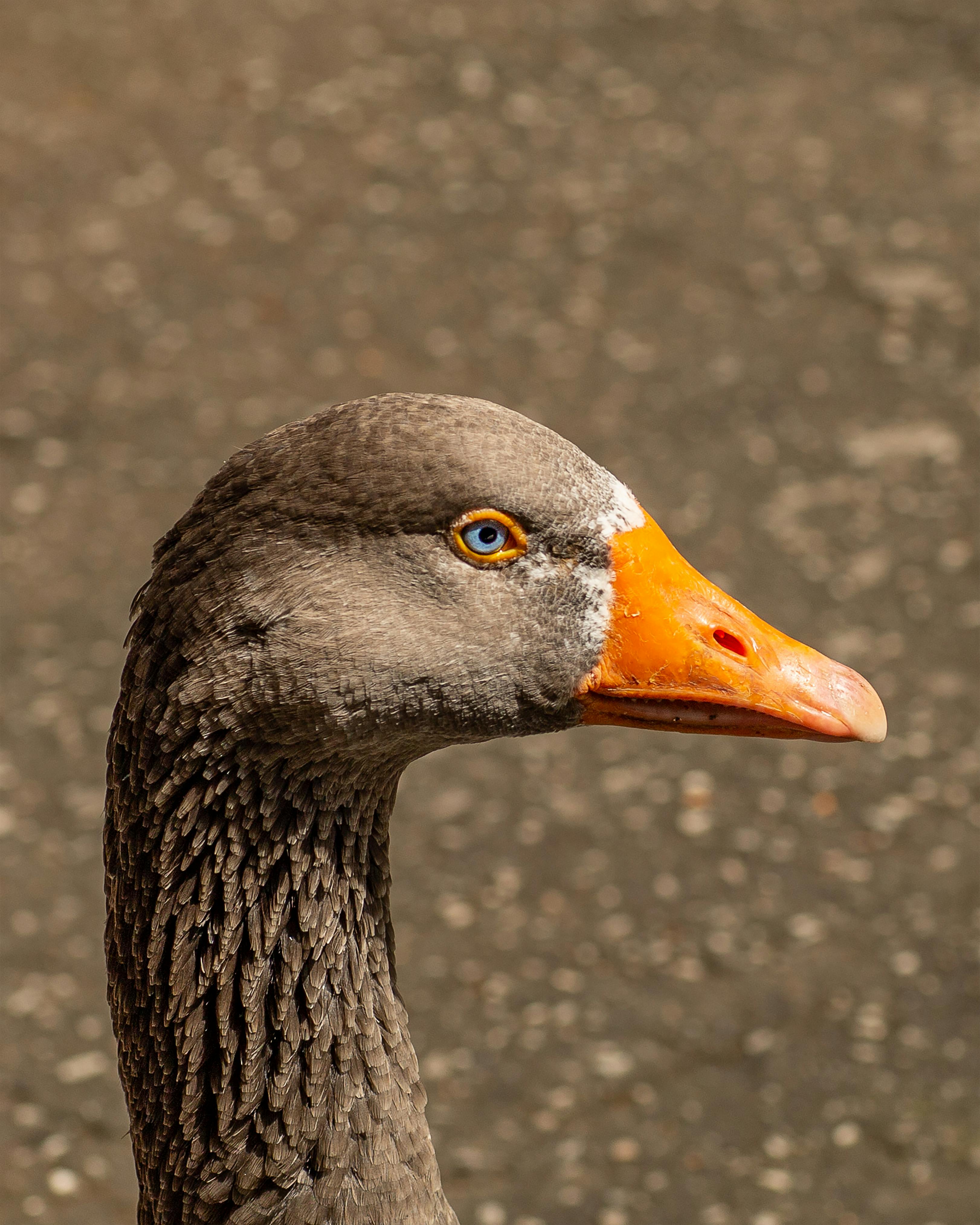 Close-Up Photo of Duck · Free Stock Photo