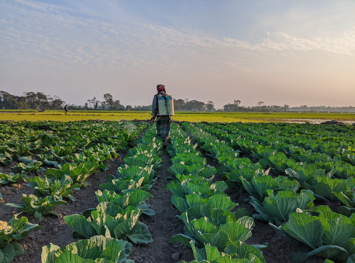 Cabbage Field Photos, Download The BEST Free Cabbage Field Stock Photos ...