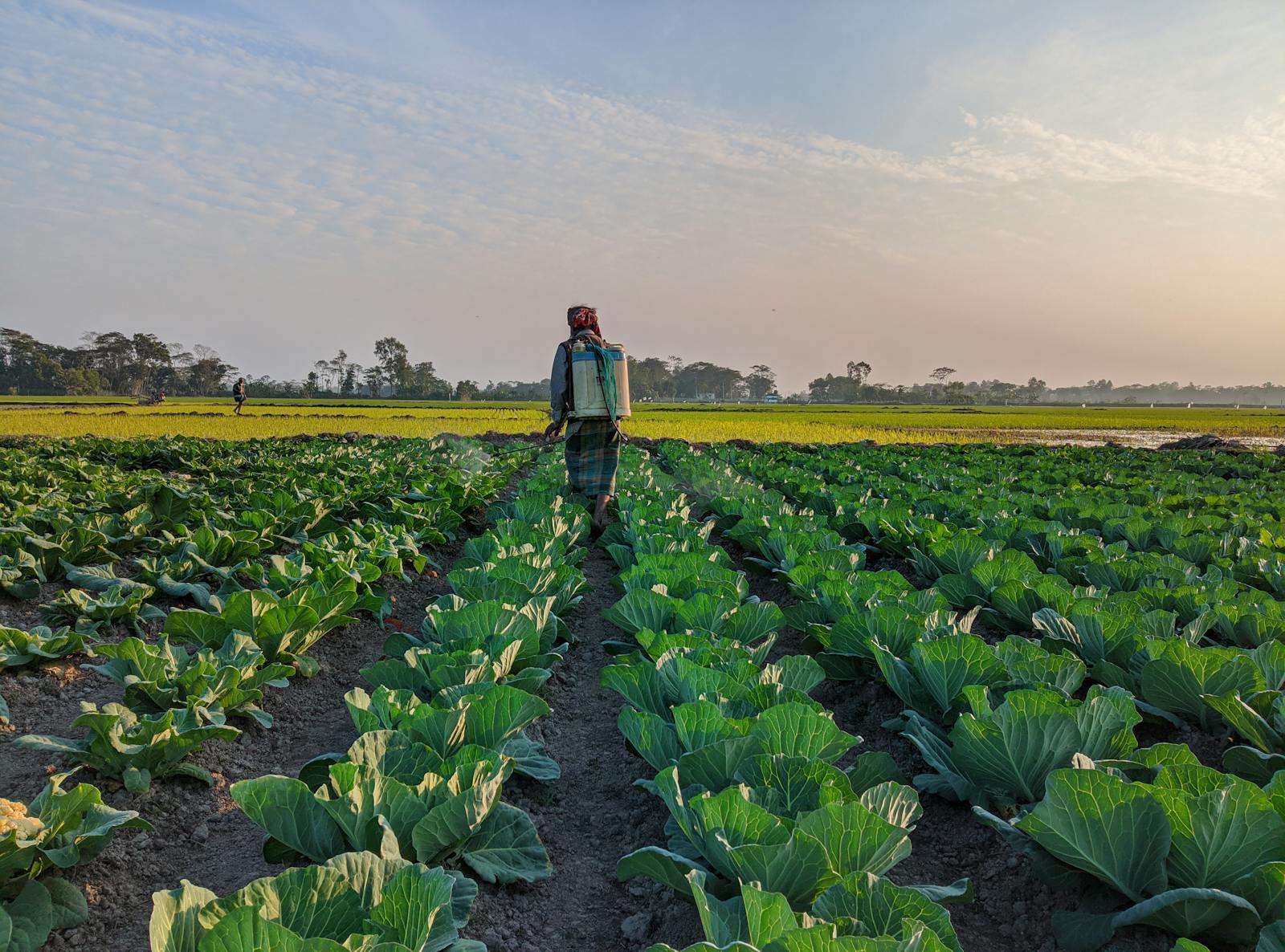 Cabbage Field Photos, Download The BEST Free Cabbage Field Stock Photos ...