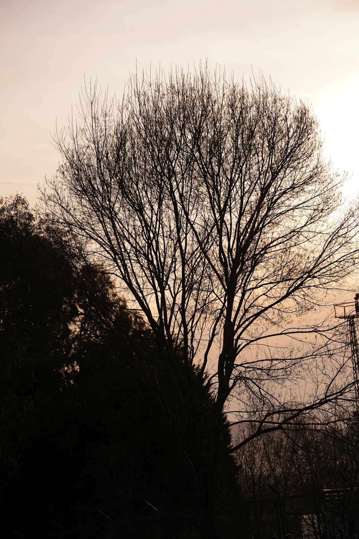 Bare Trees Photos, Download The BEST Free Bare Trees Stock Photos & HD ...