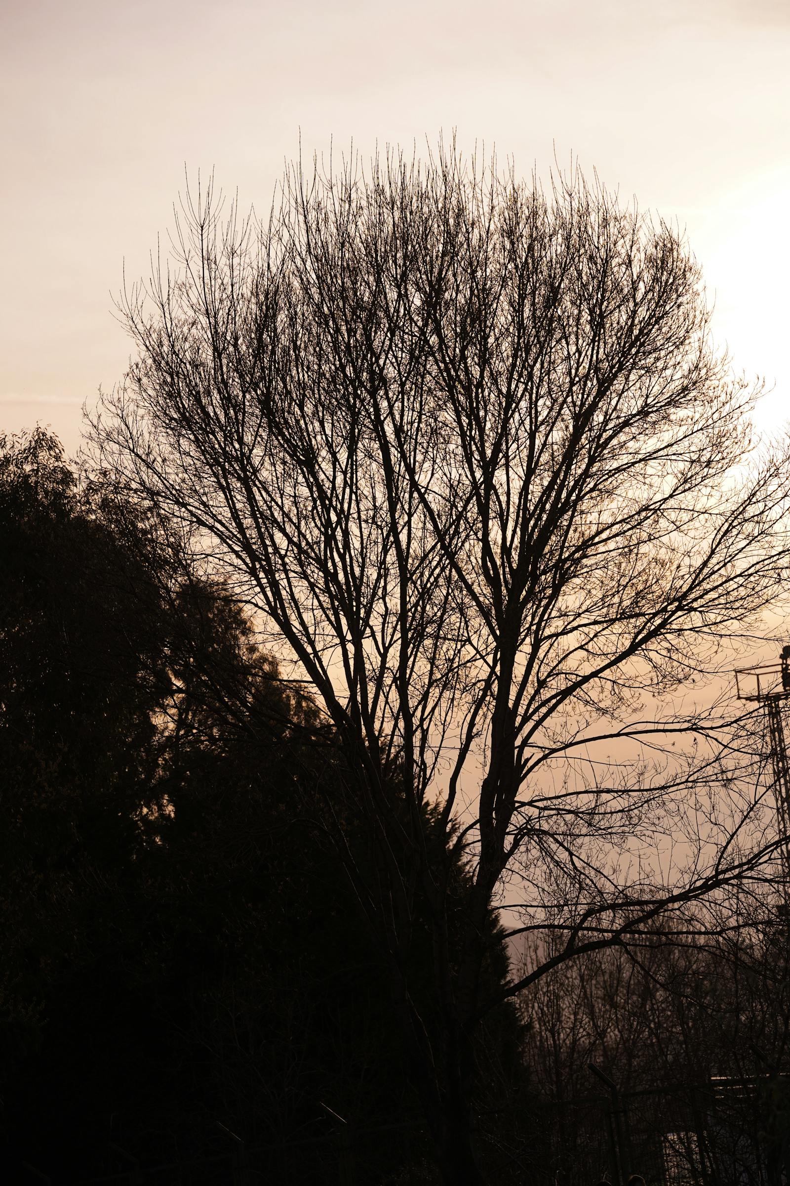 Bare Trees Photos, Download The BEST Free Bare Trees Stock Photos & HD ...