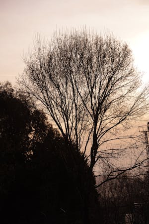 Bare Trees Photos, Download The BEST Free Bare Trees Stock Photos & HD ...