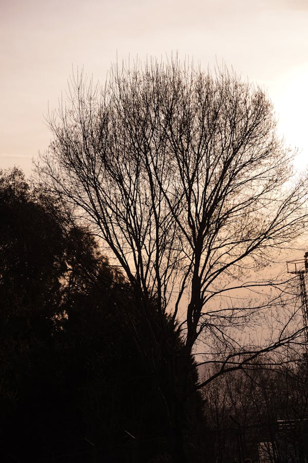 Bare Trees Photos, Download The BEST Free Bare Trees Stock Photos & HD ...