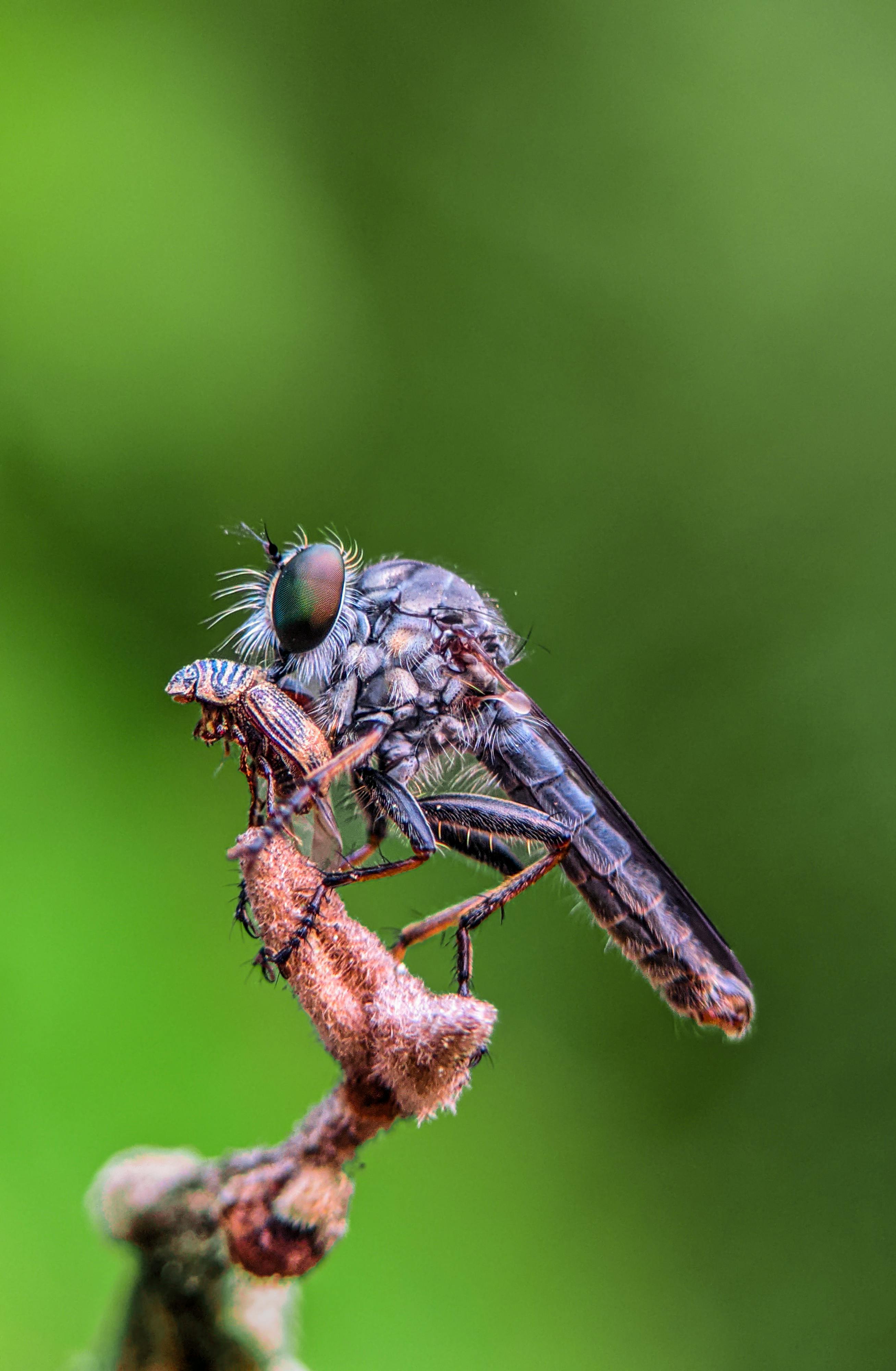 Robber Fly in Close Up · Free Stock Photo