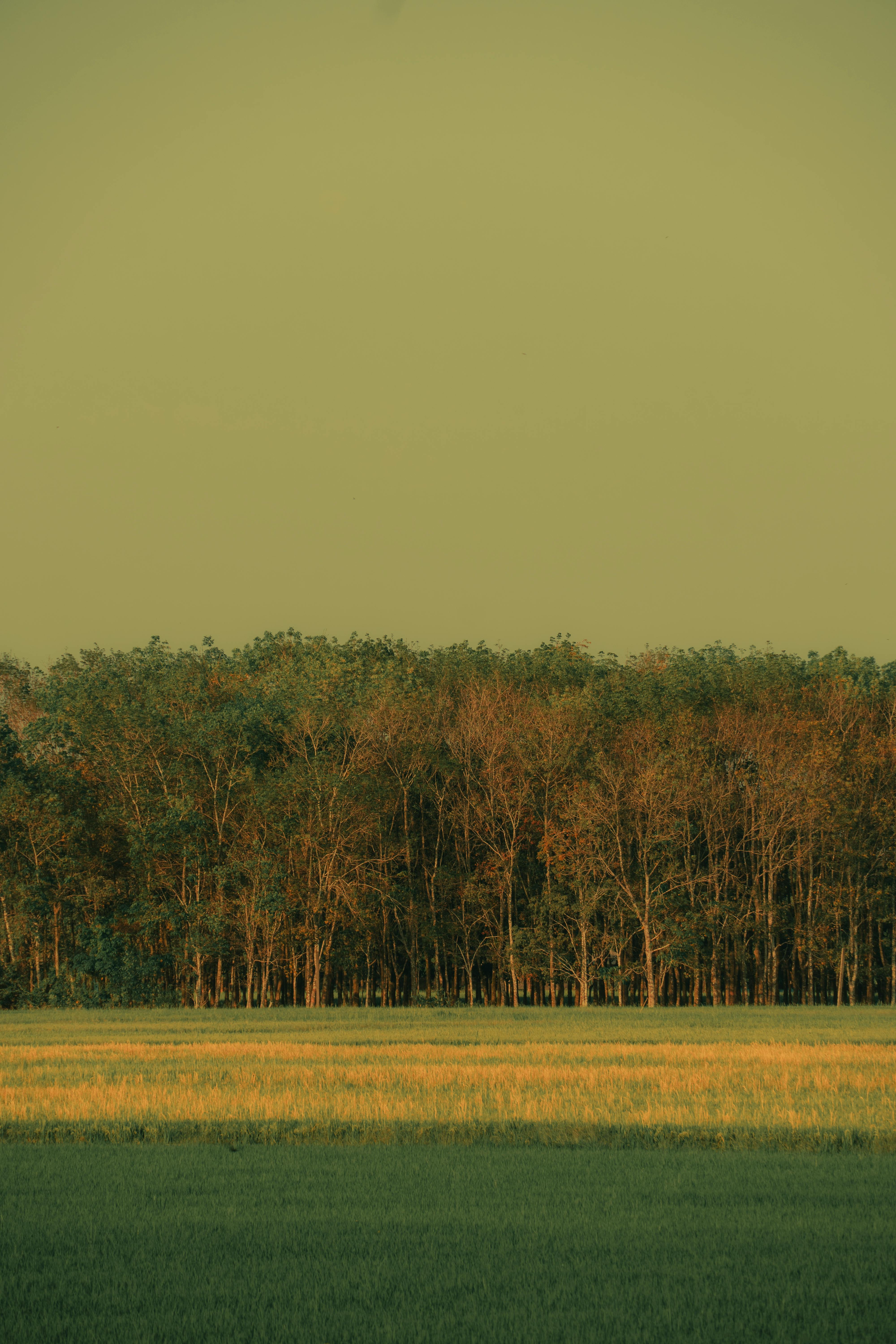 Foto gratuita di agricoltura, alberi, ambiente, area rurale, armonia ...
