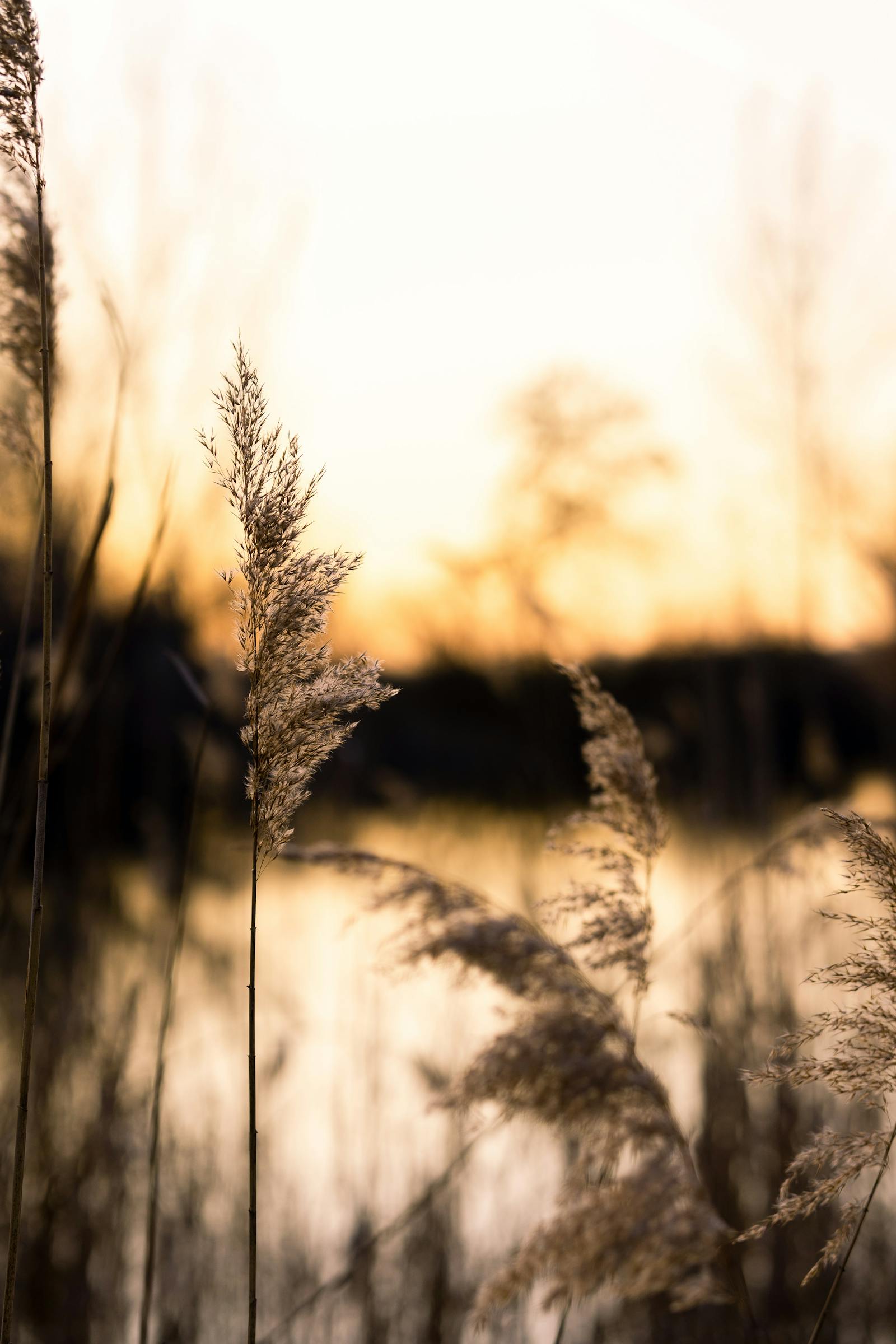 Sunset Grass Feild Photos, Download The BEST Free Sunset Grass Feild ...