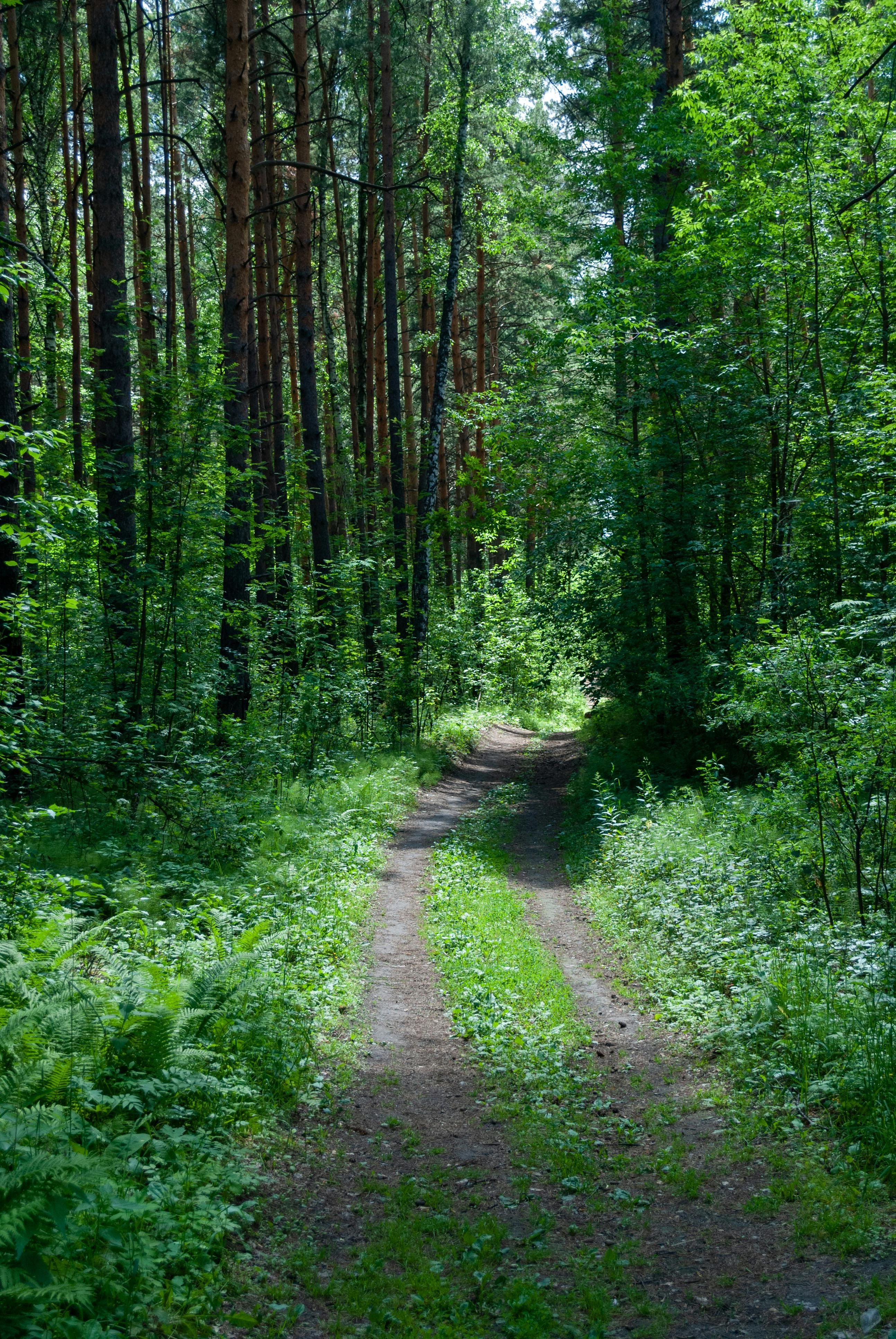 Dirt Road in Woods · Free Stock Photo