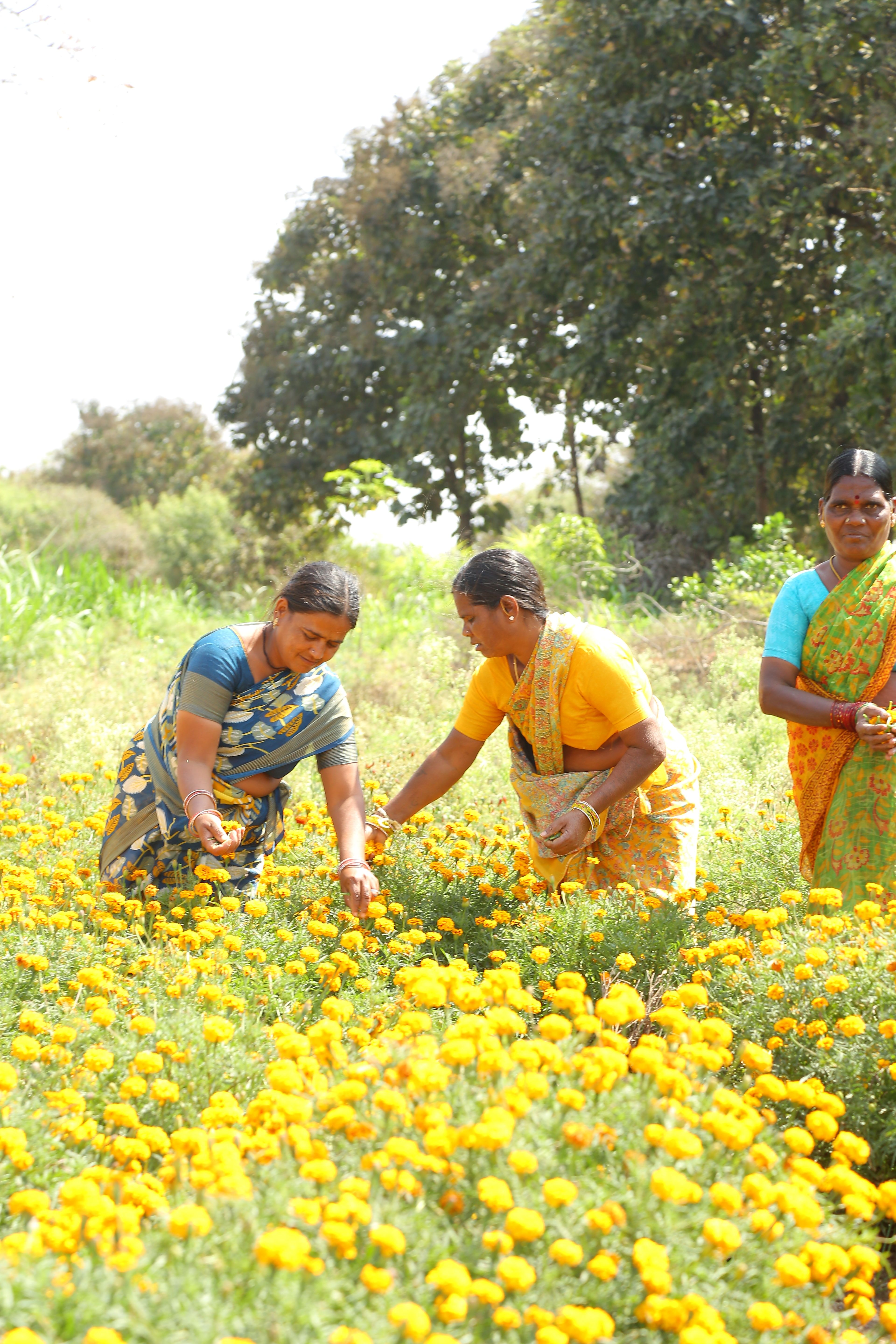 Saal Tree With Village India Photos, Download The BEST Free Saal Tree ...
