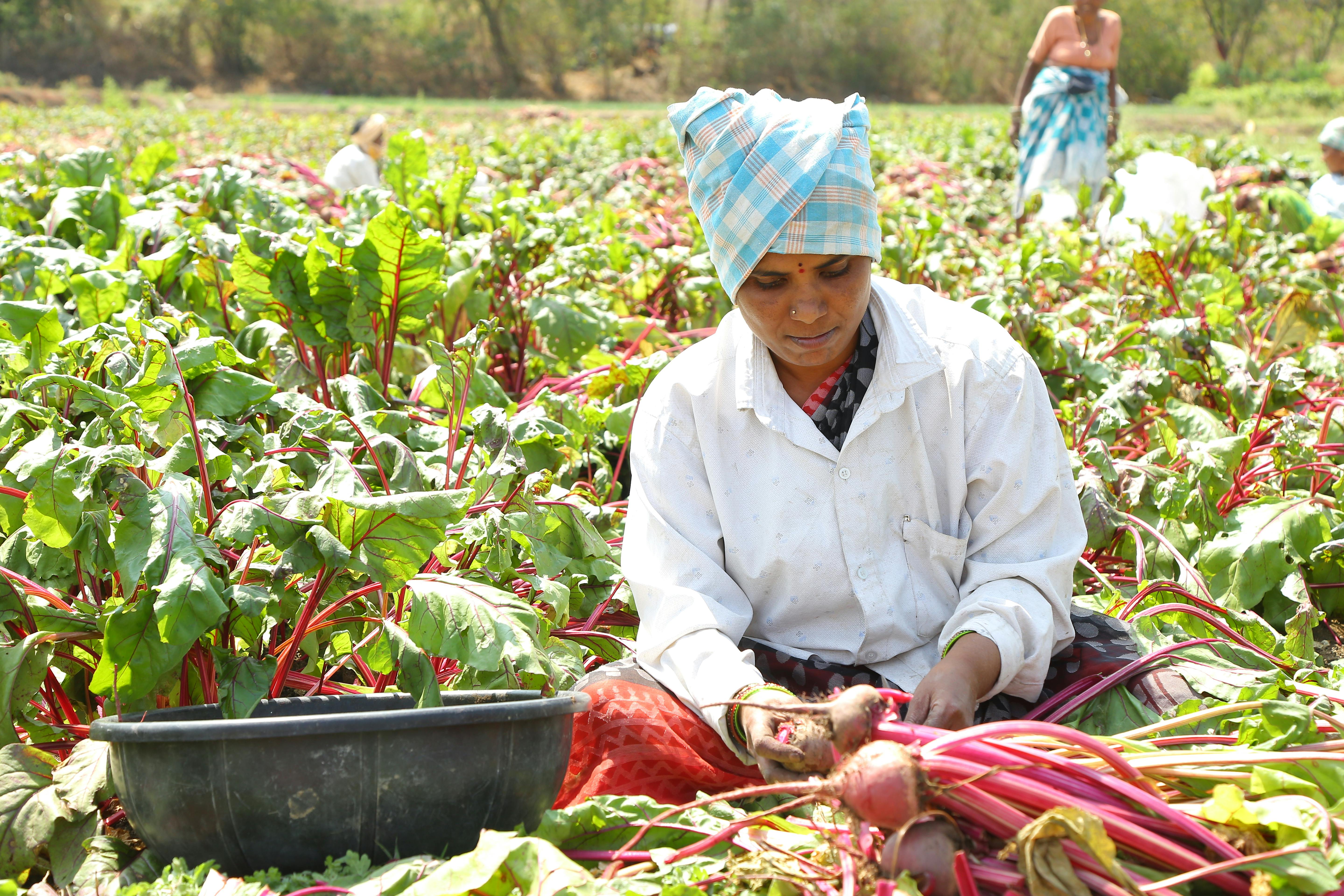 Famers in India · Free Stock Photo
