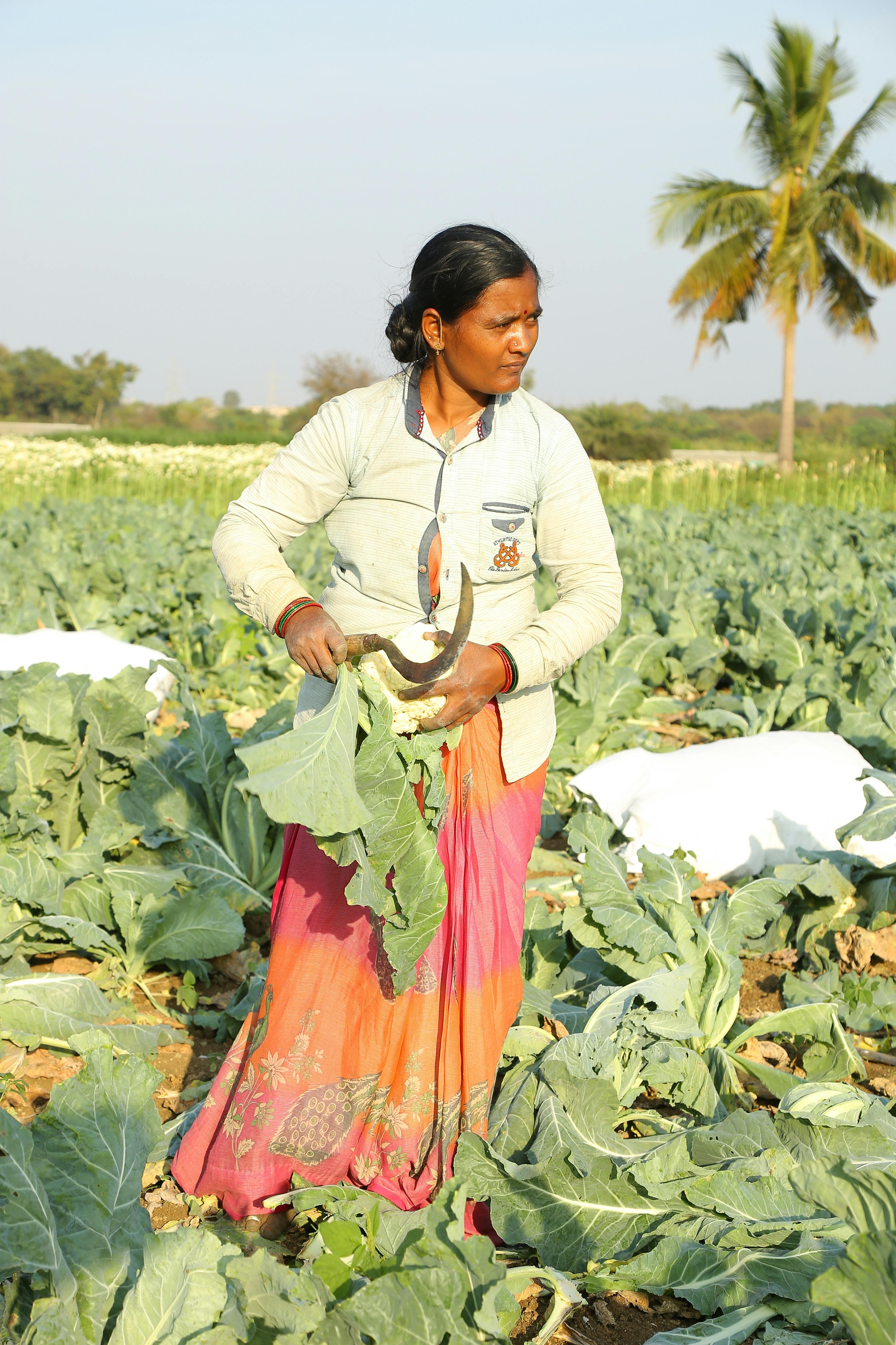 A Woman Working in a Field · Free Stock Photo