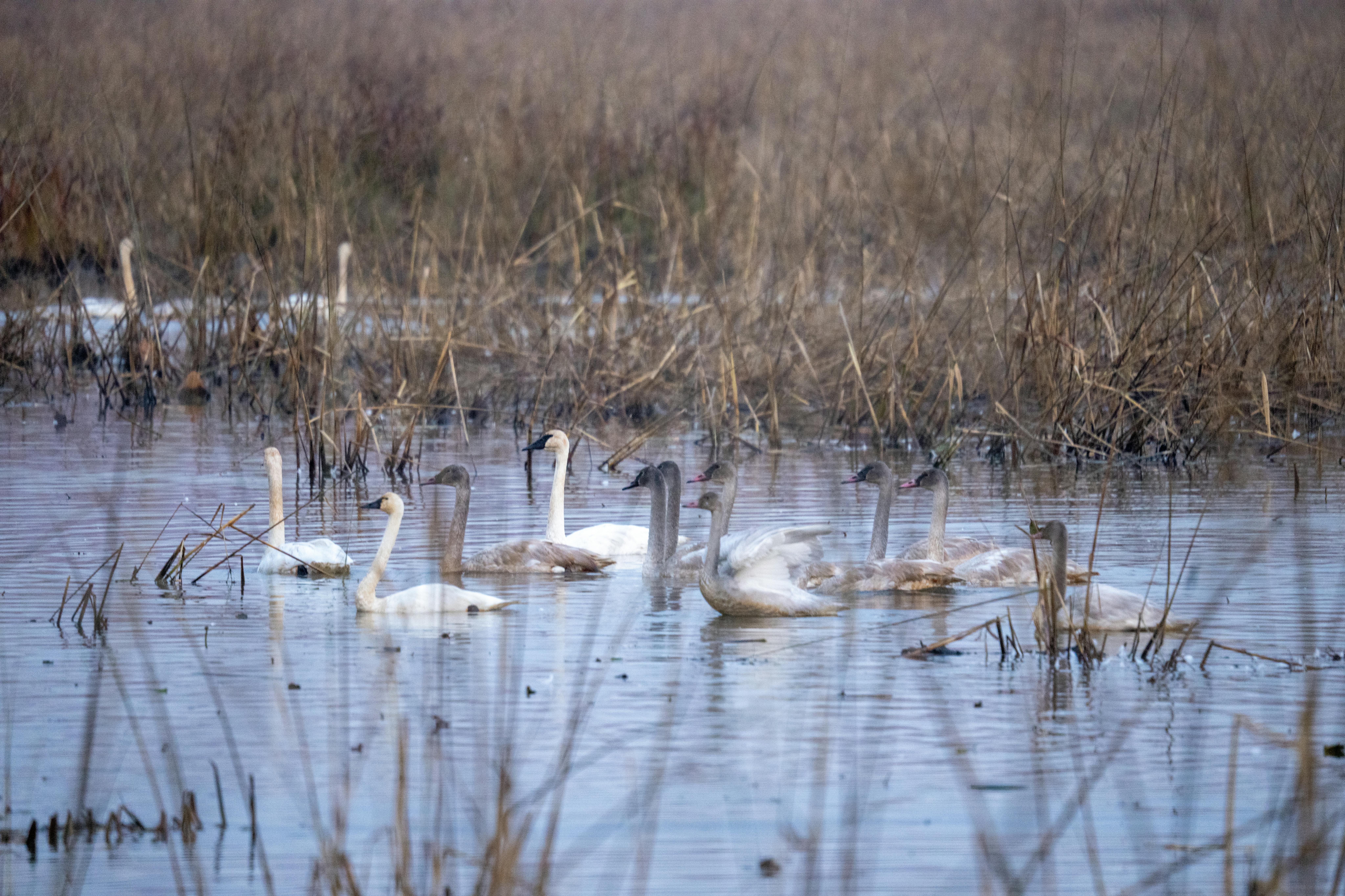Group of Swans on a Lake · Free Stock Photo