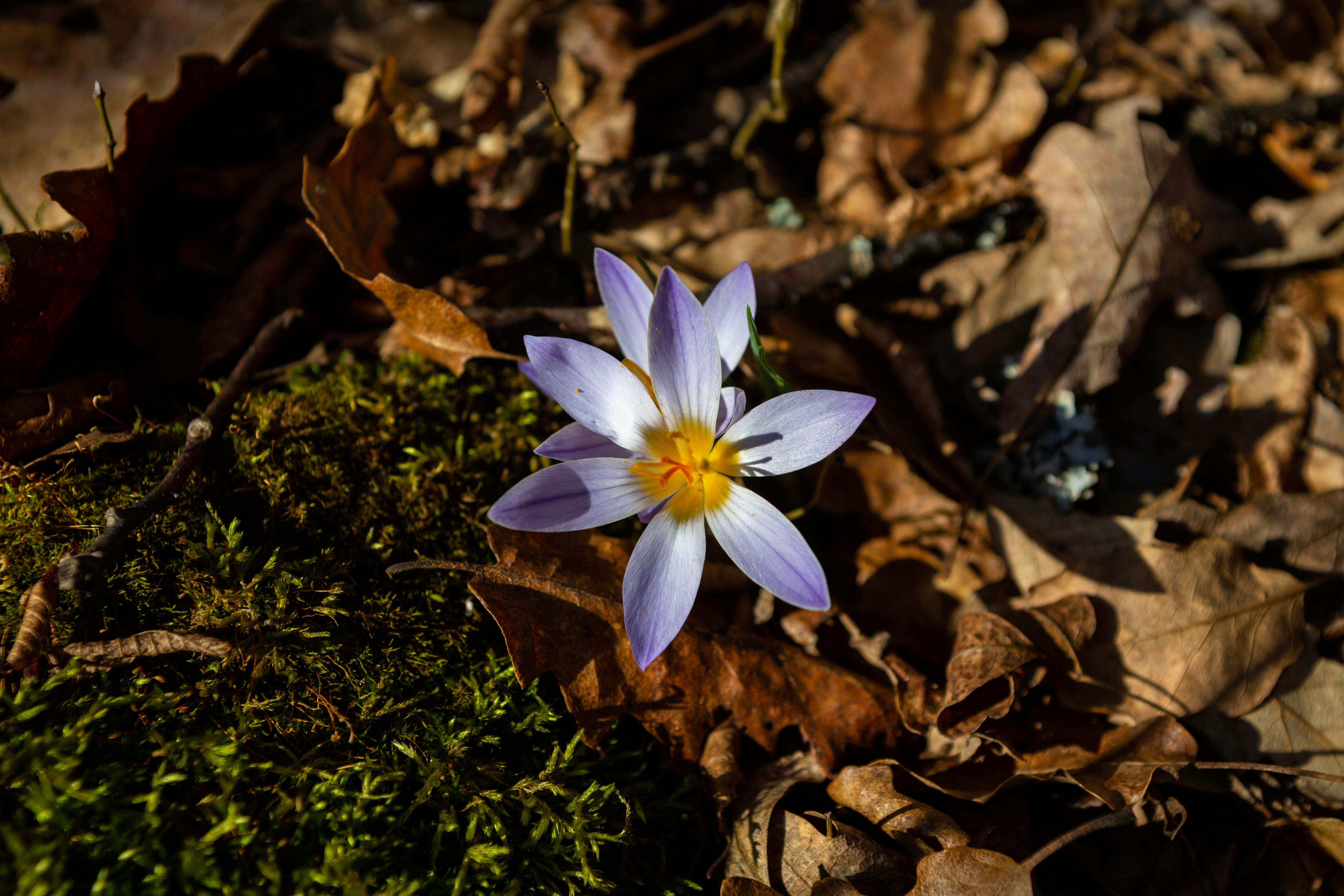 Preeria Crocus Photos, Download The BEST Free Preeria Crocus Stock ...