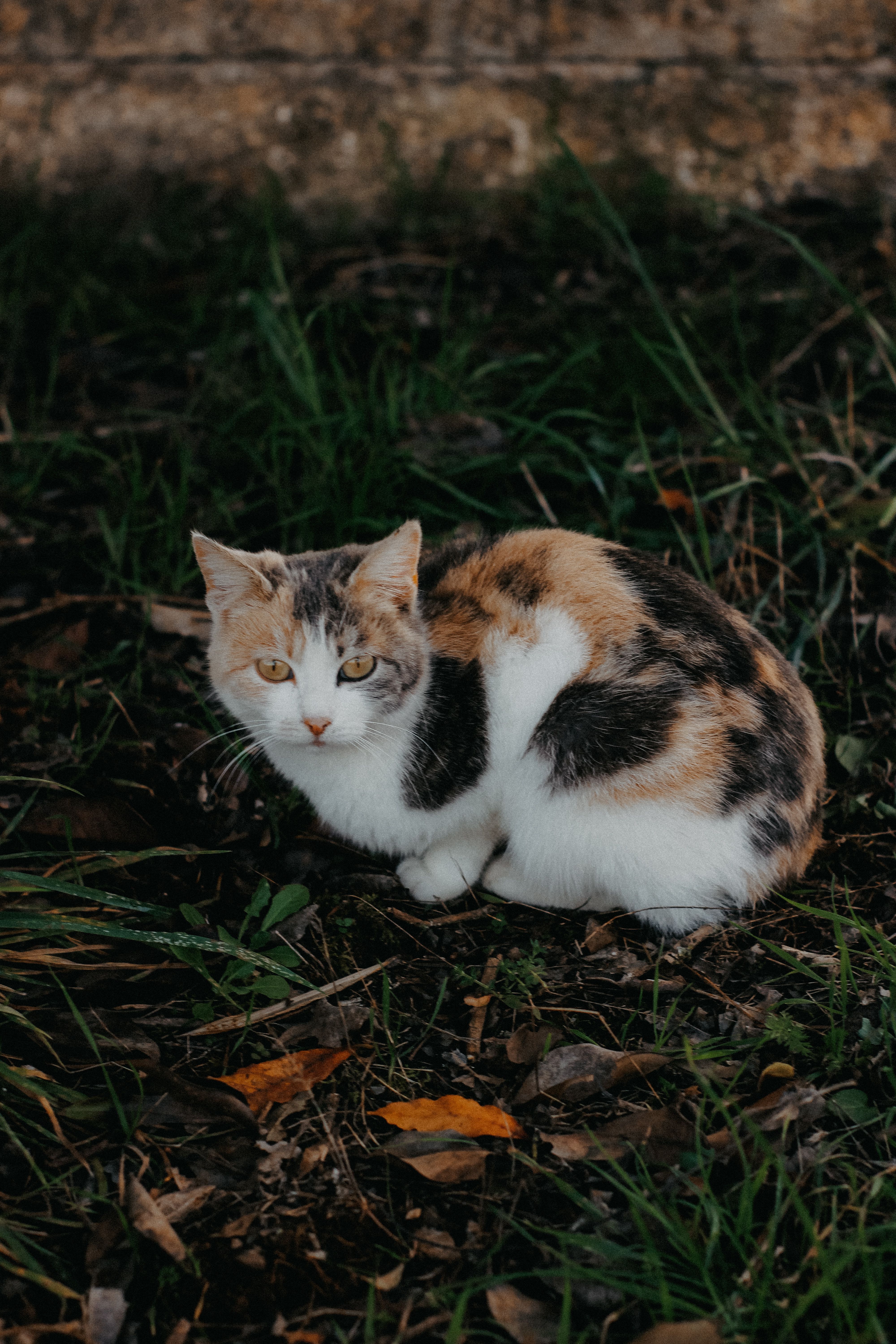 A Calico Cat Sitting on the Grass · Free Stock Photo