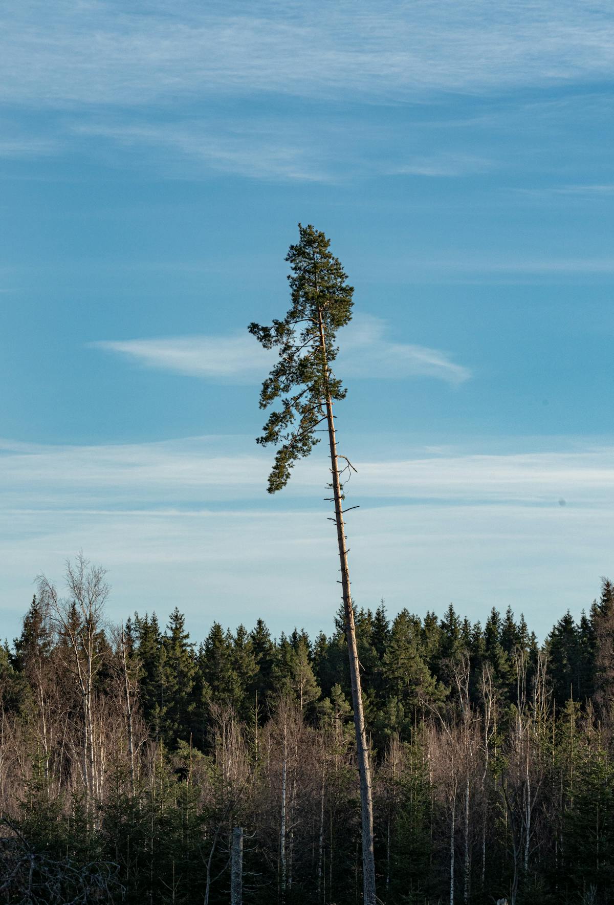 Tall Tree Photos, Download The BEST Free Tall Tree Stock Photos & HD Images