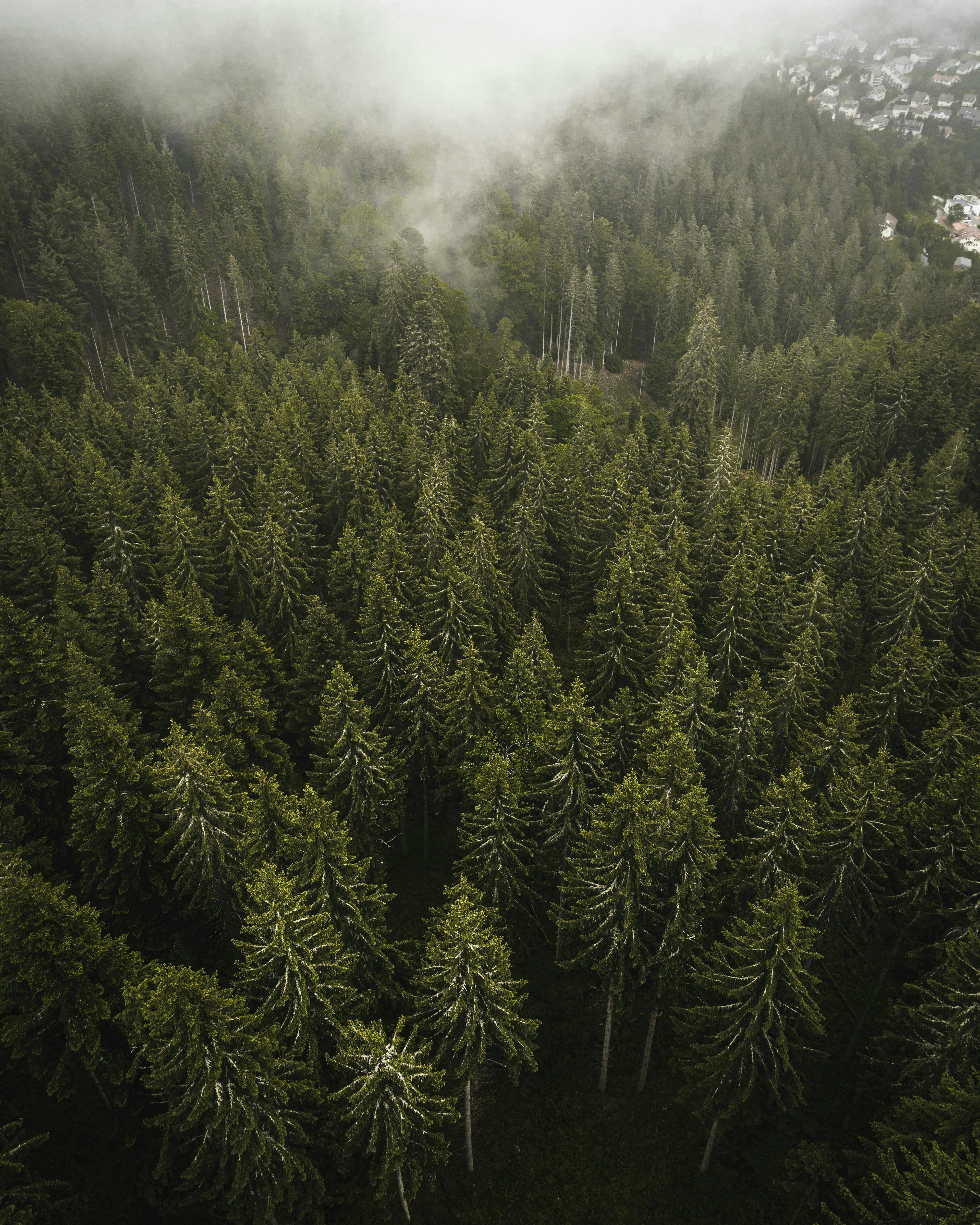 Aerial View of a Dense, Green Forest · Free Stock Photo