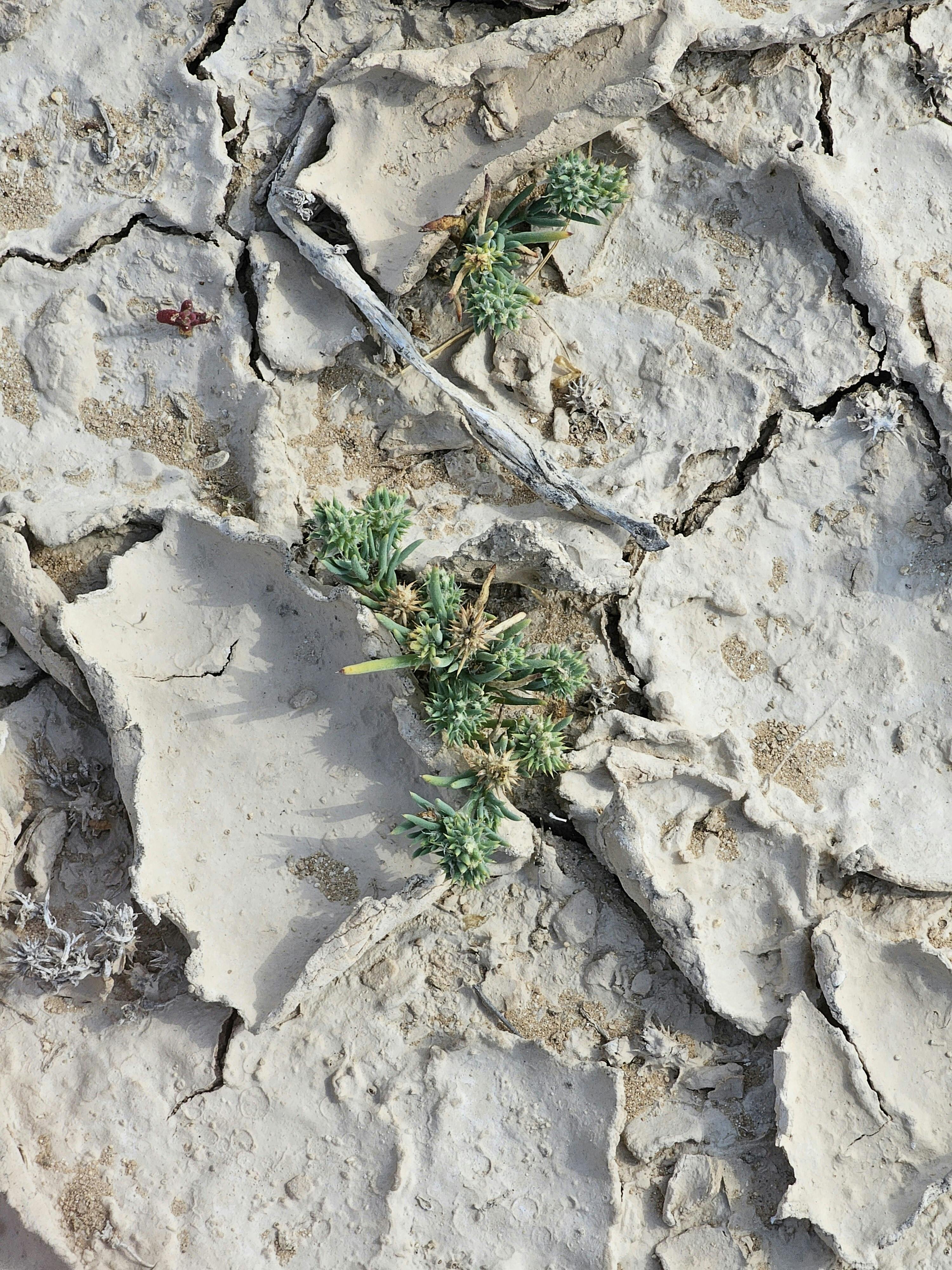 Photo of Dry Ground · Free Stock Photo