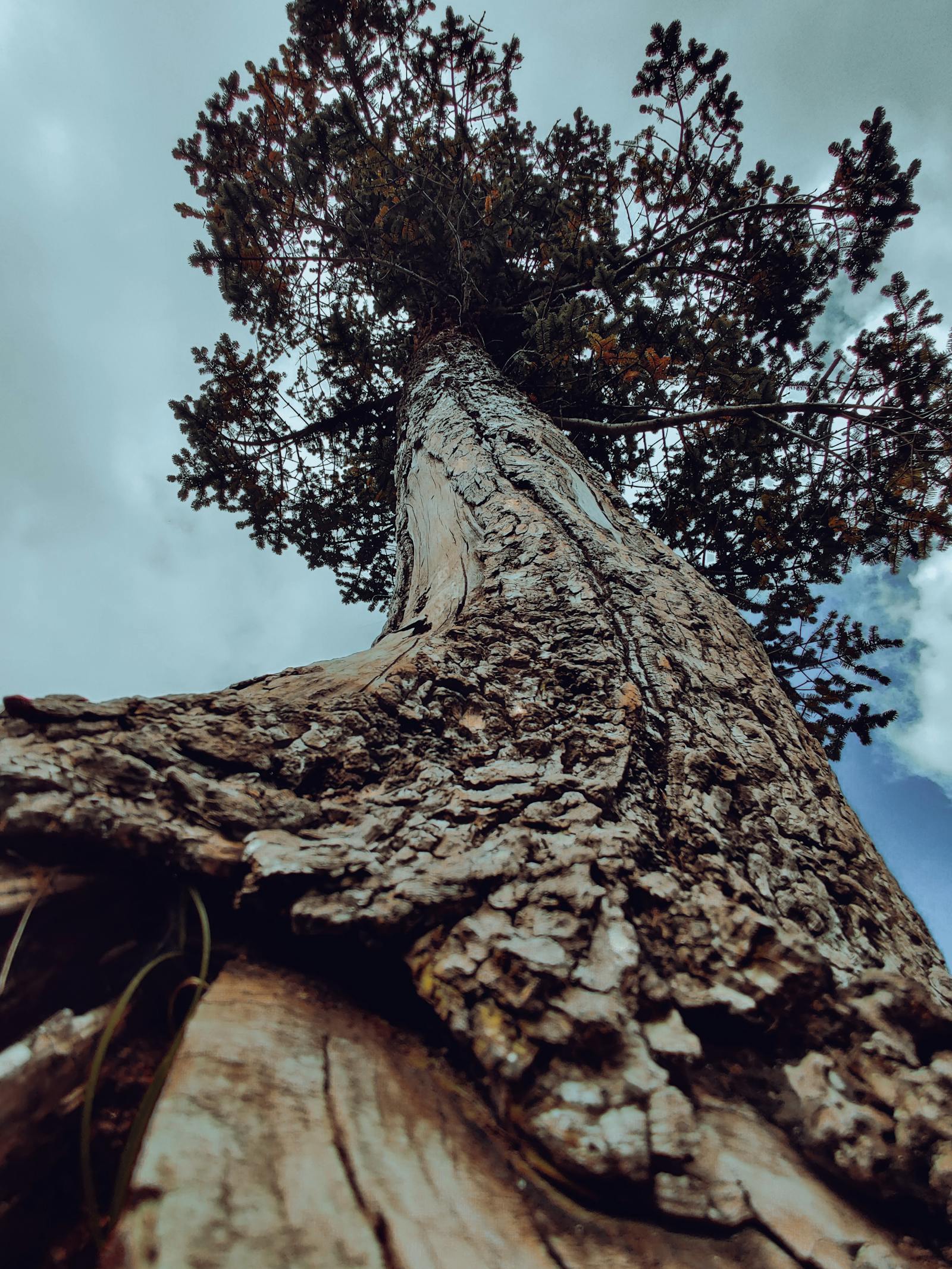 Brown Tree Tunk Photos, Download The BEST Free Brown Tree Tunk Stock ...