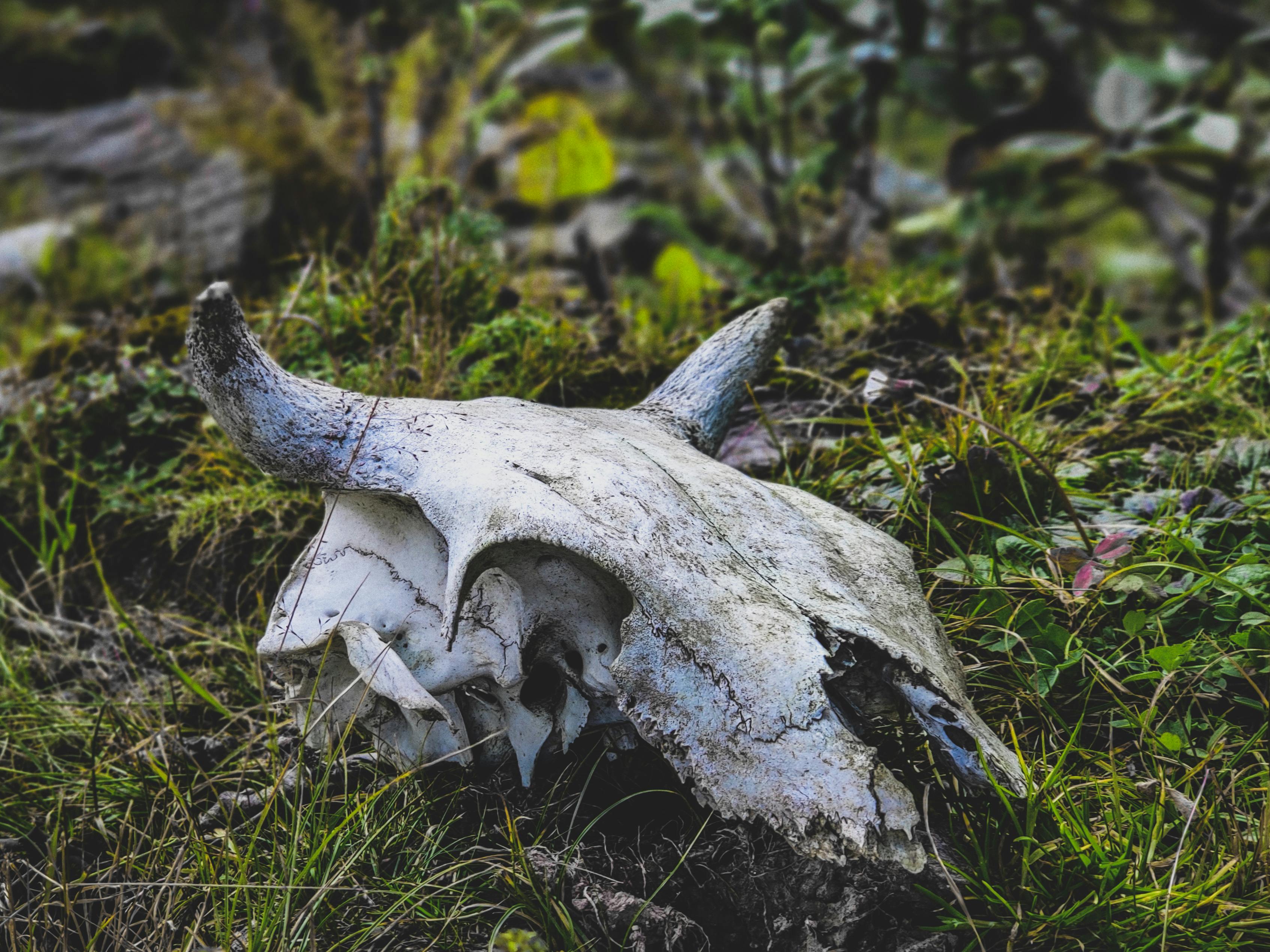 Skeleton Laying Photos, Download The BEST Free Skeleton Laying Stock ...