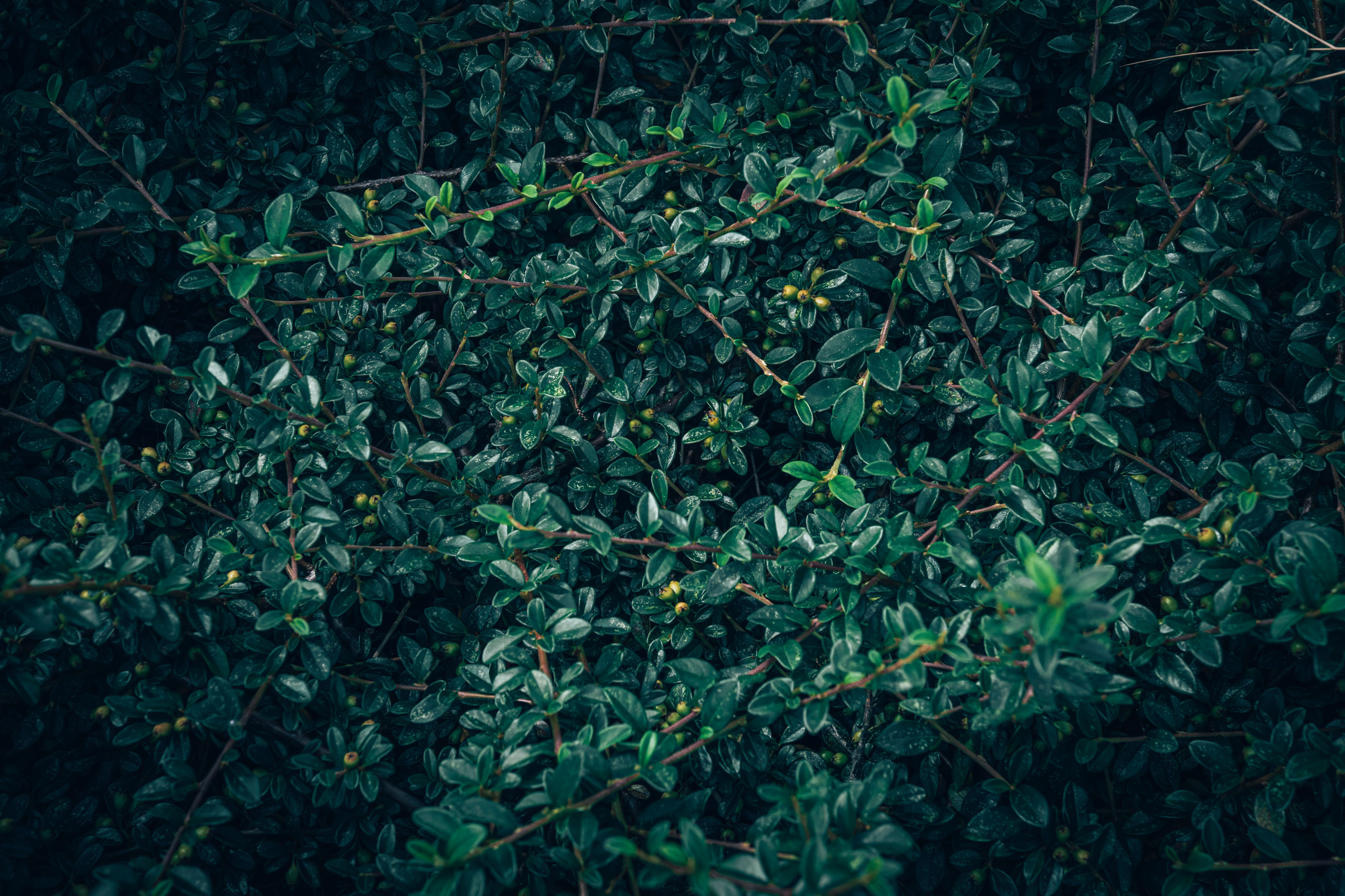 Dark Green Bush Photos, Download The BEST Free Dark Green Bush Stock ...
