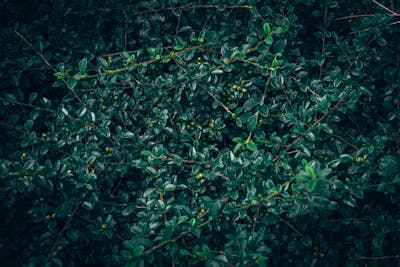 Dark Green 4k Wallpaper Photos, Download The BEST Free Dark Green 4k ...