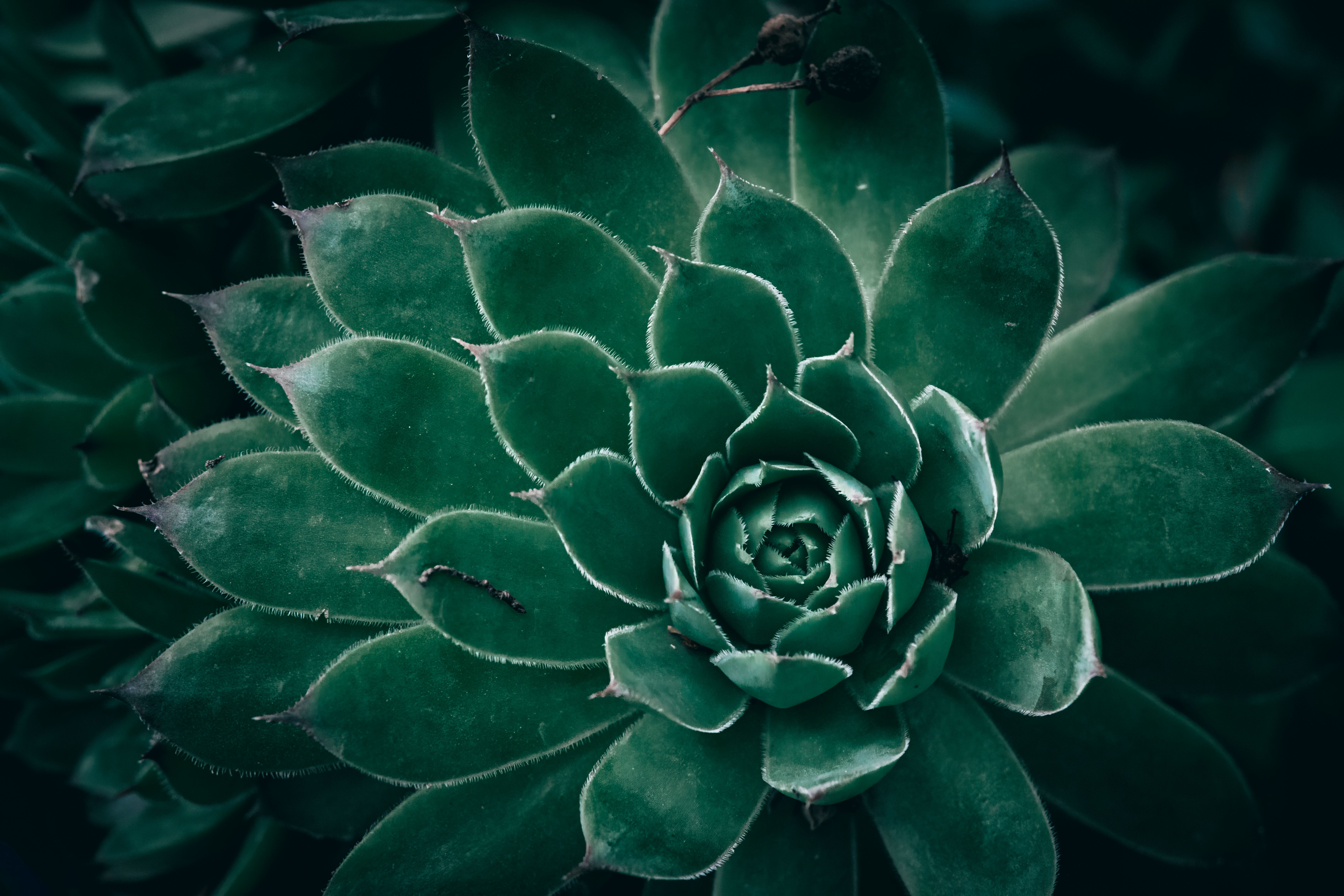 Close-up of a Succulent · Free Stock Photo