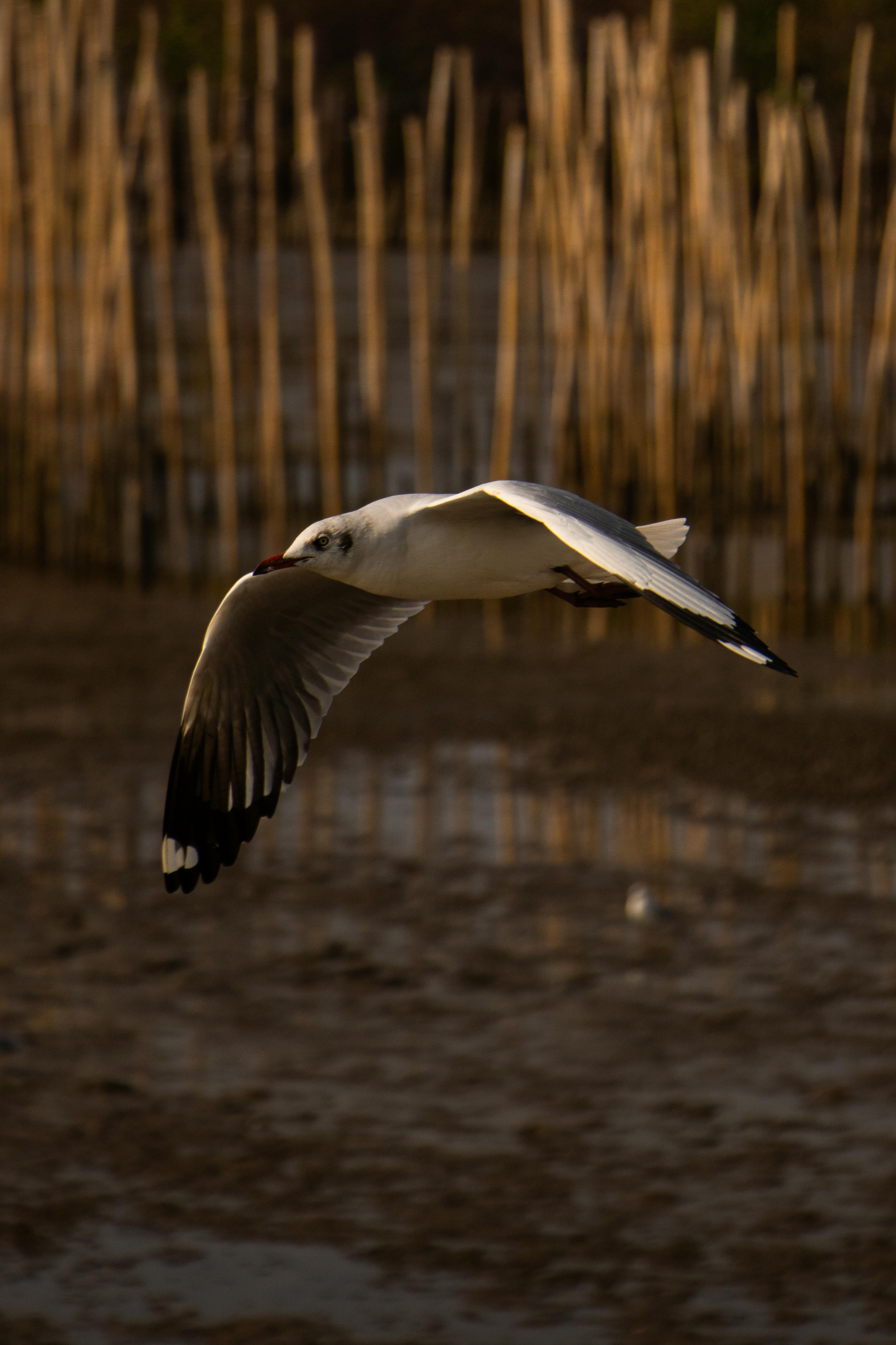 Seagull Flying over Water · Free Stock Photo