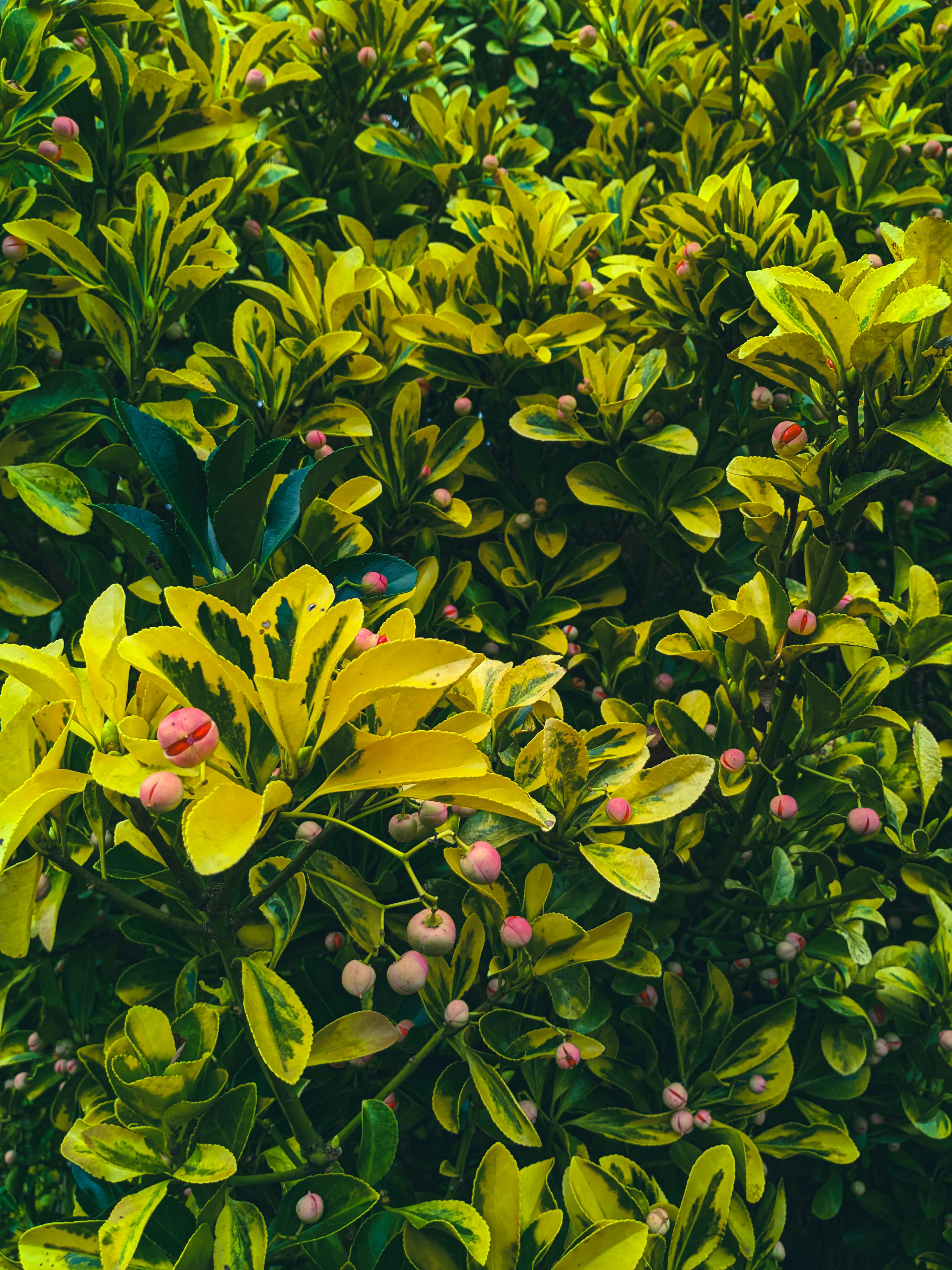 Close up of a Shrub · Free Stock Photo