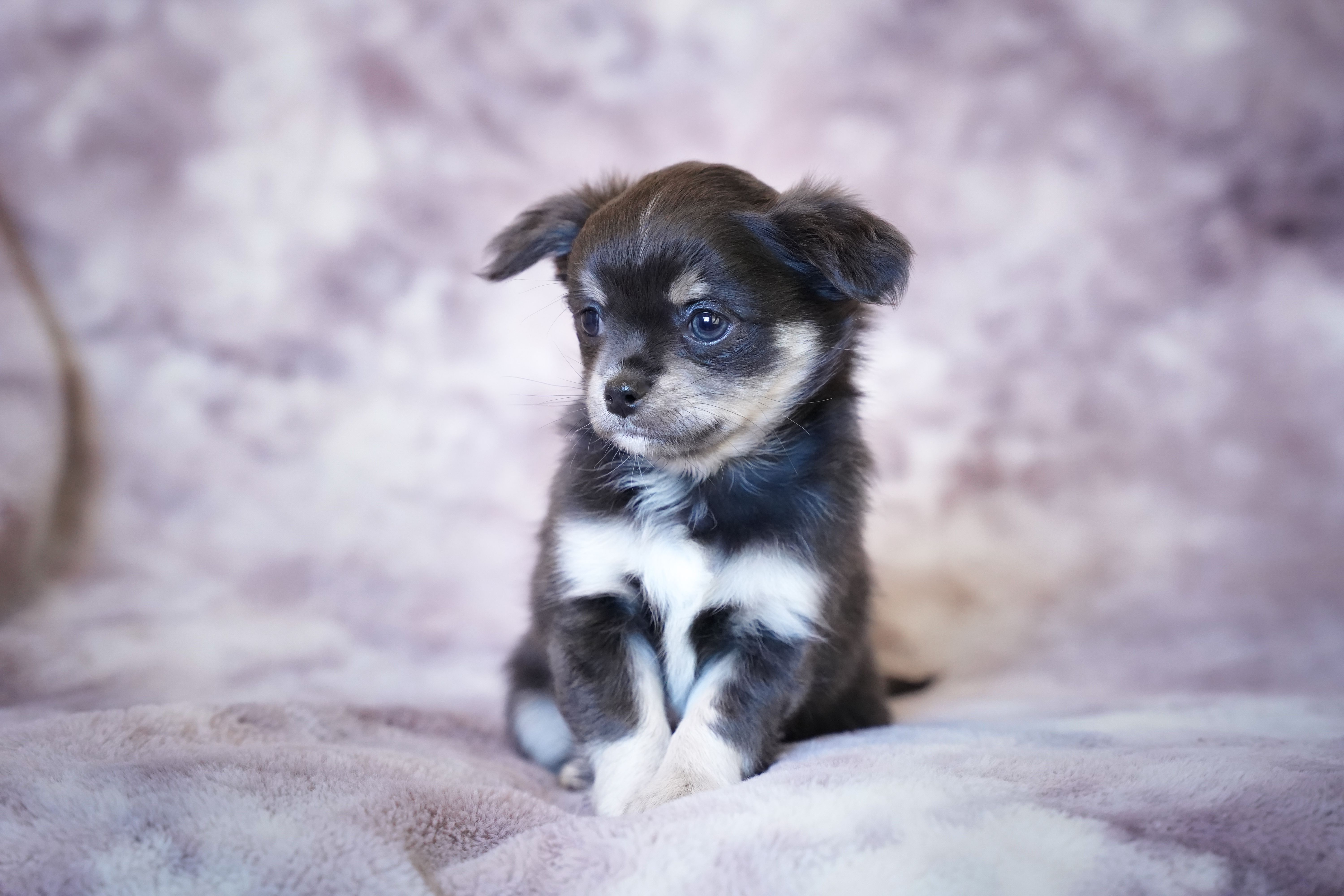 Cachorro Tri Azul · Foto de stock gratuita