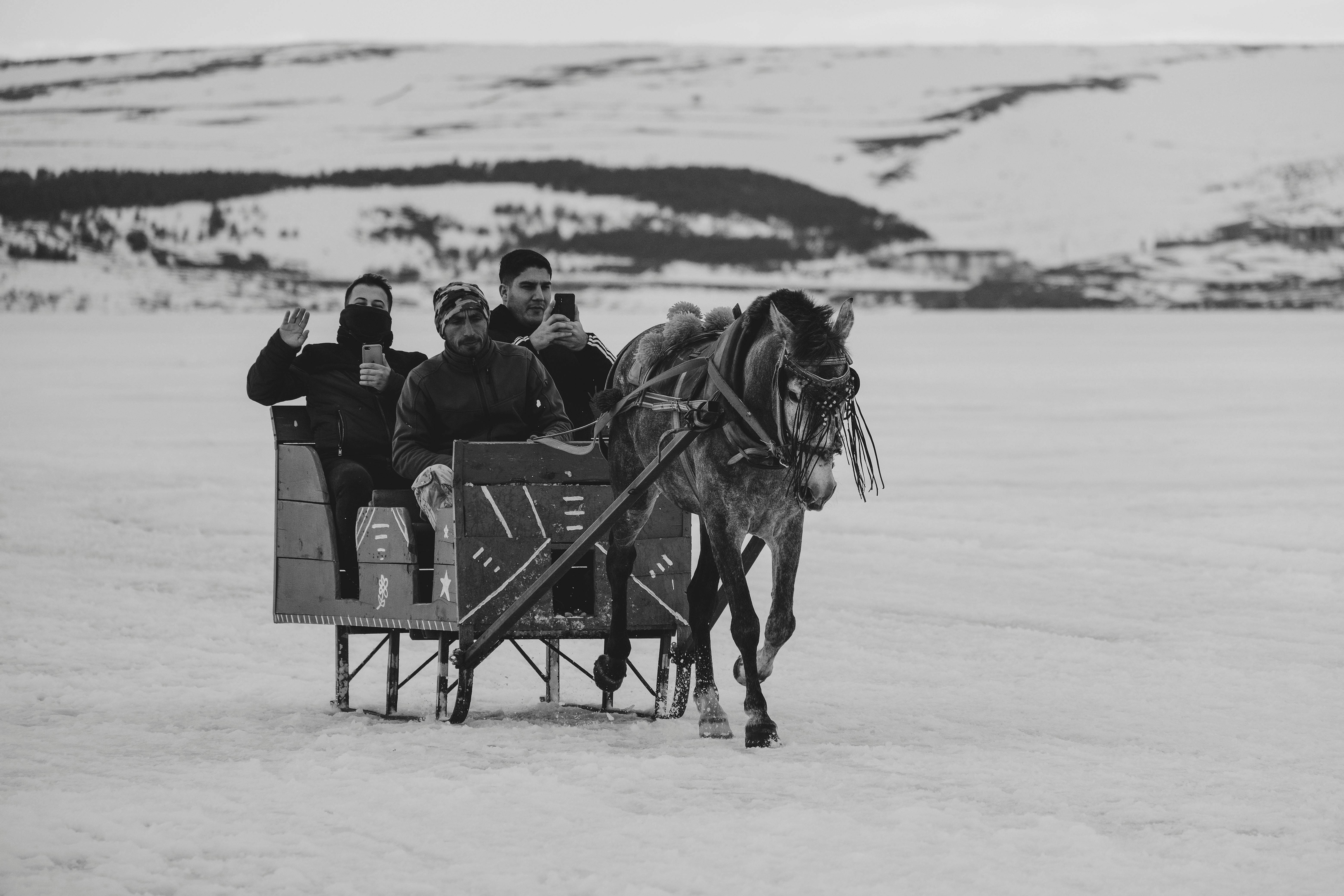 Sleigh Photos, Download The BEST Free Sleigh Stock Photos & HD Images