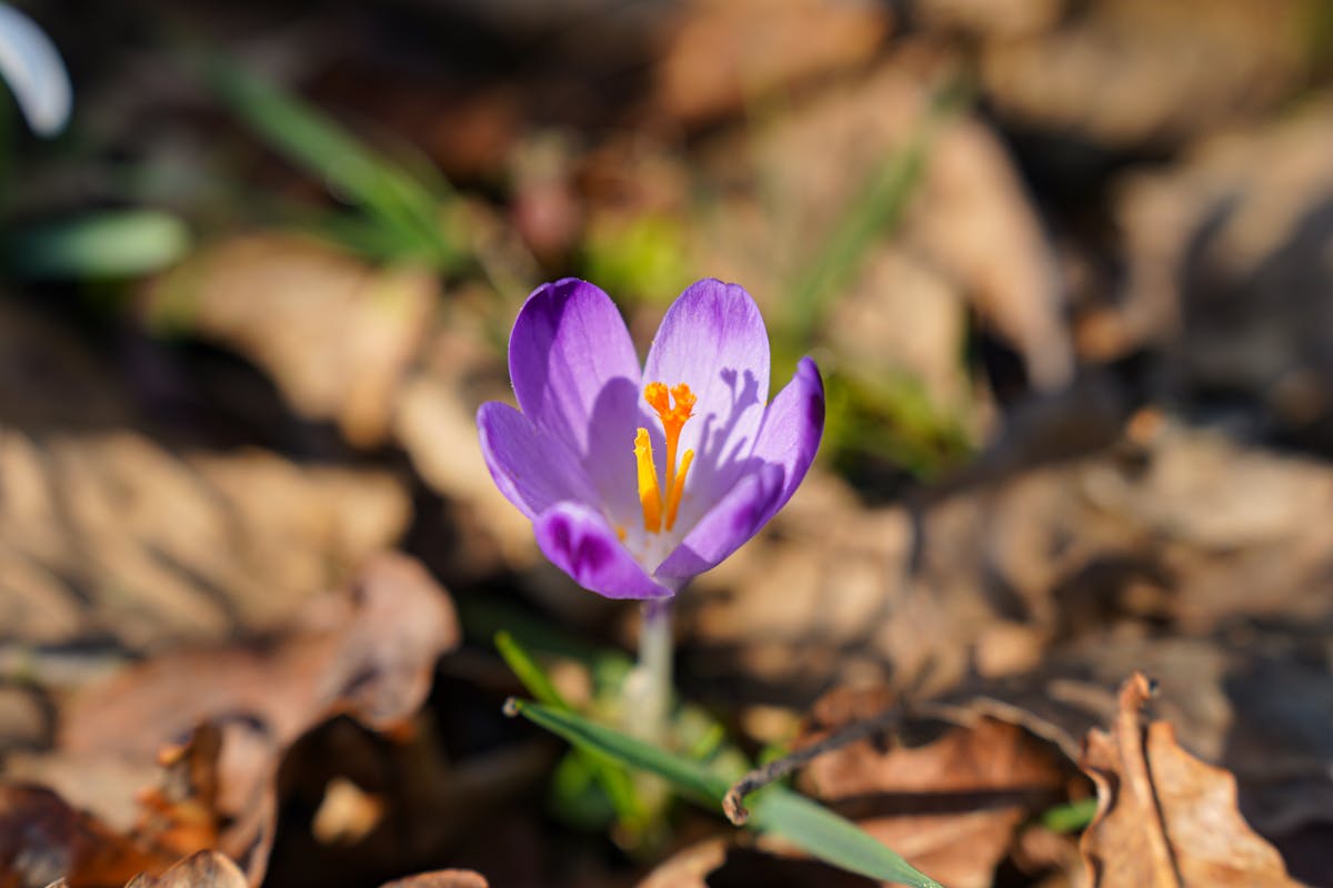 Nature Spring Photos, Download The BEST Free Nature Spring Stock Photos ...