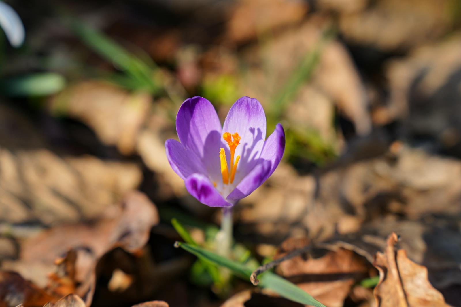 Nature Spring Photos, Download The BEST Free Nature Spring Stock Photos ...