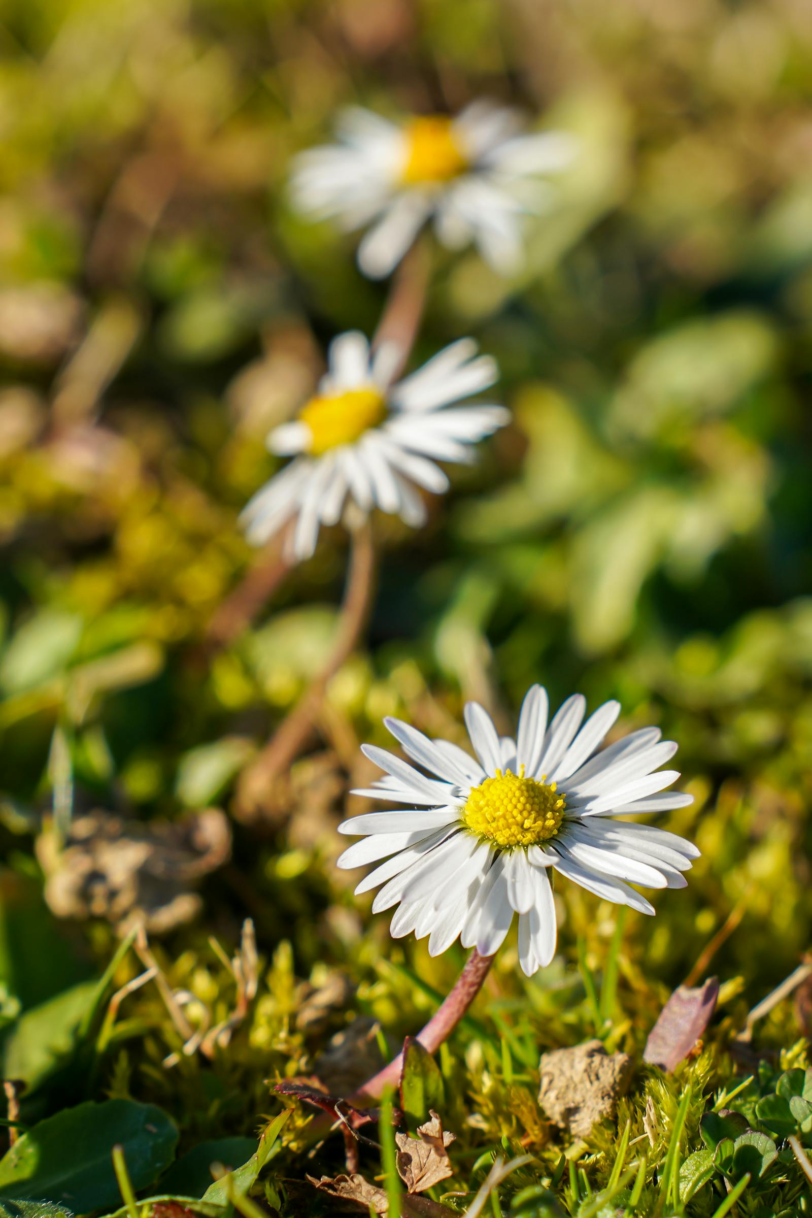 Chamomile Flowers Photos, Download The BEST Free Chamomile Flowers ...