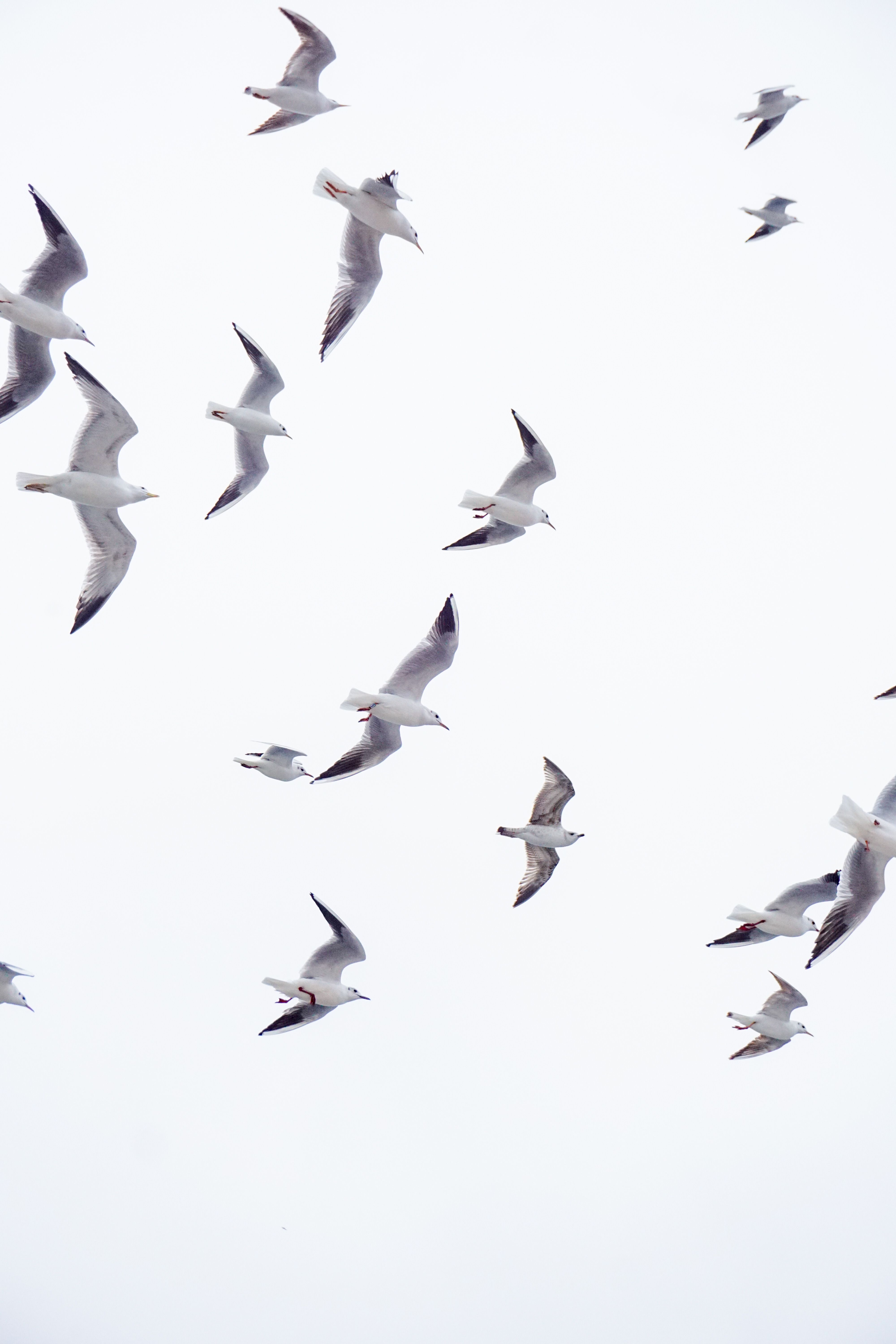 Flock of Gulls in Sky · Free Stock Photo