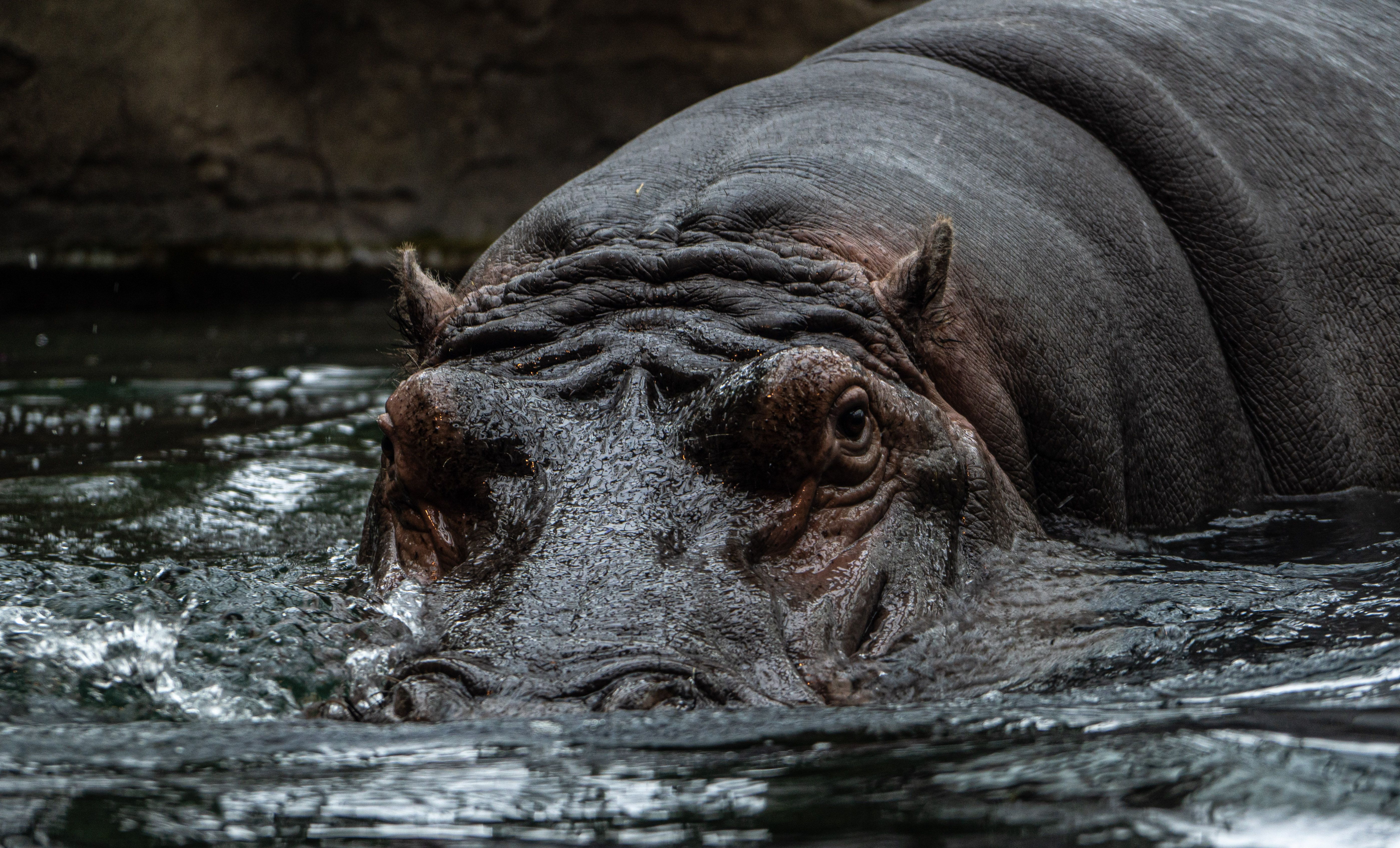 Hippo in Nature · Free Stock Photo