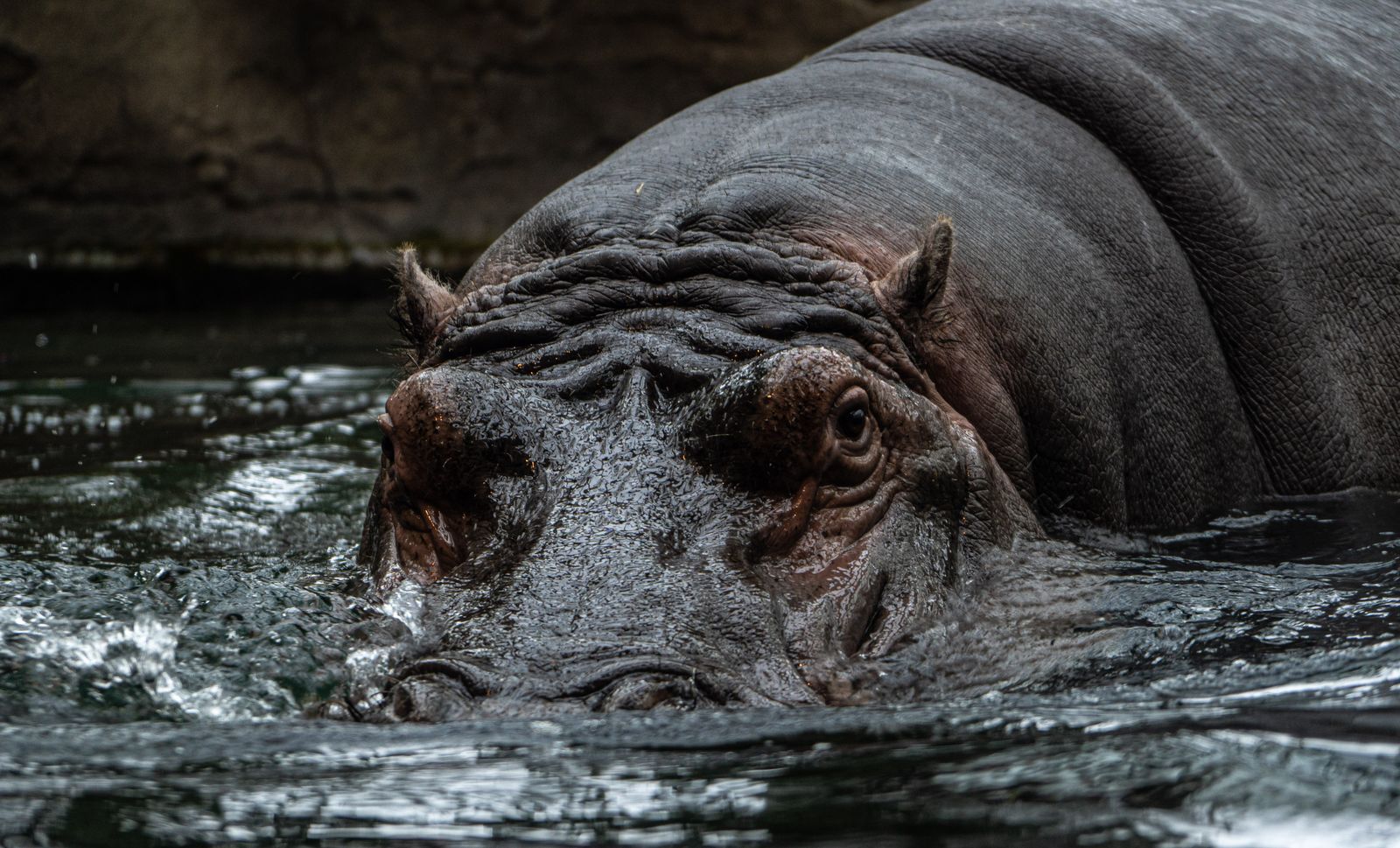 Hippo Photos, Download The BEST Free Hippo Stock Photos & HD Images